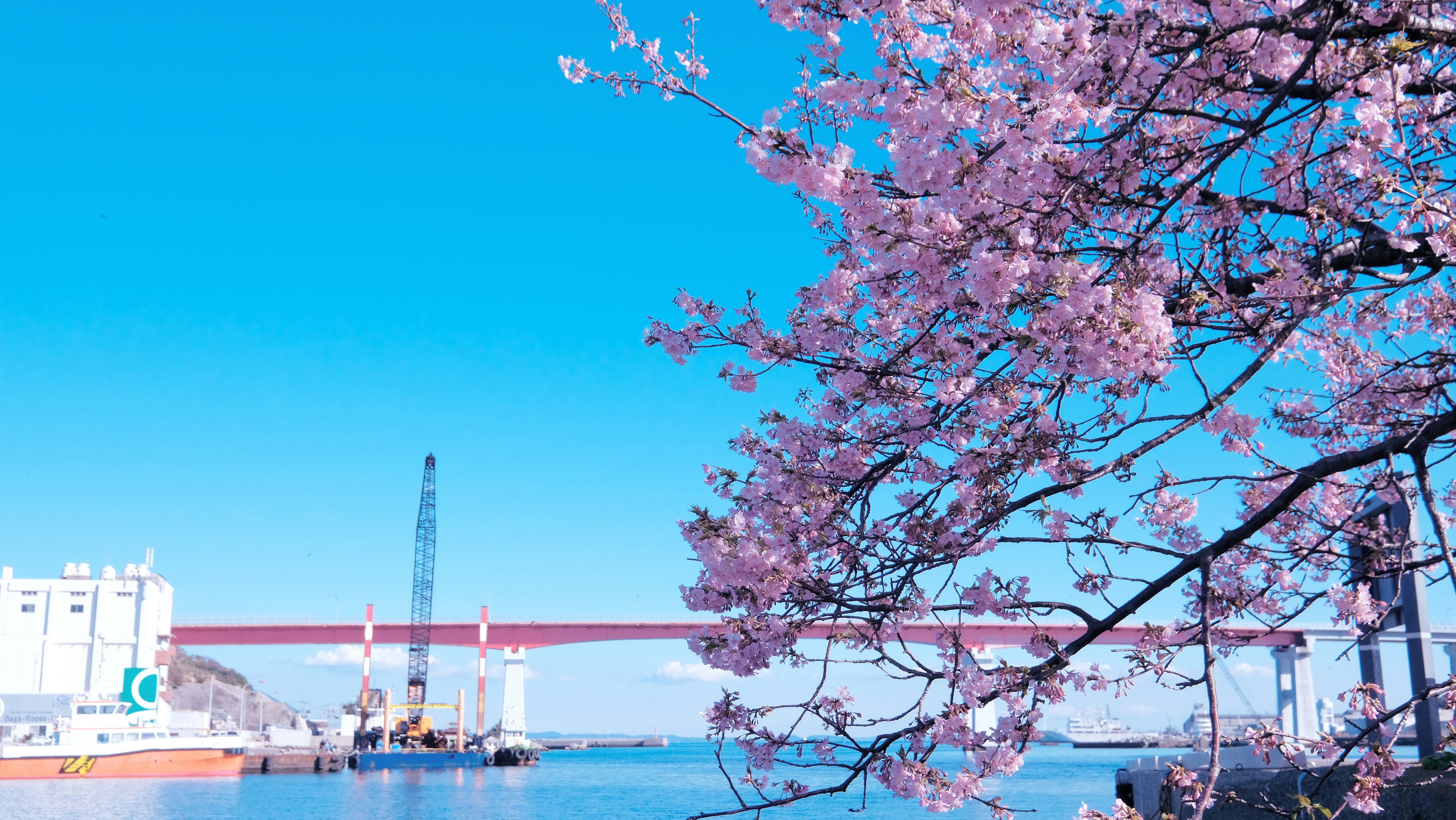 Pink Cherry Blossoms Framing a Harbor Scene Under Azure Skies