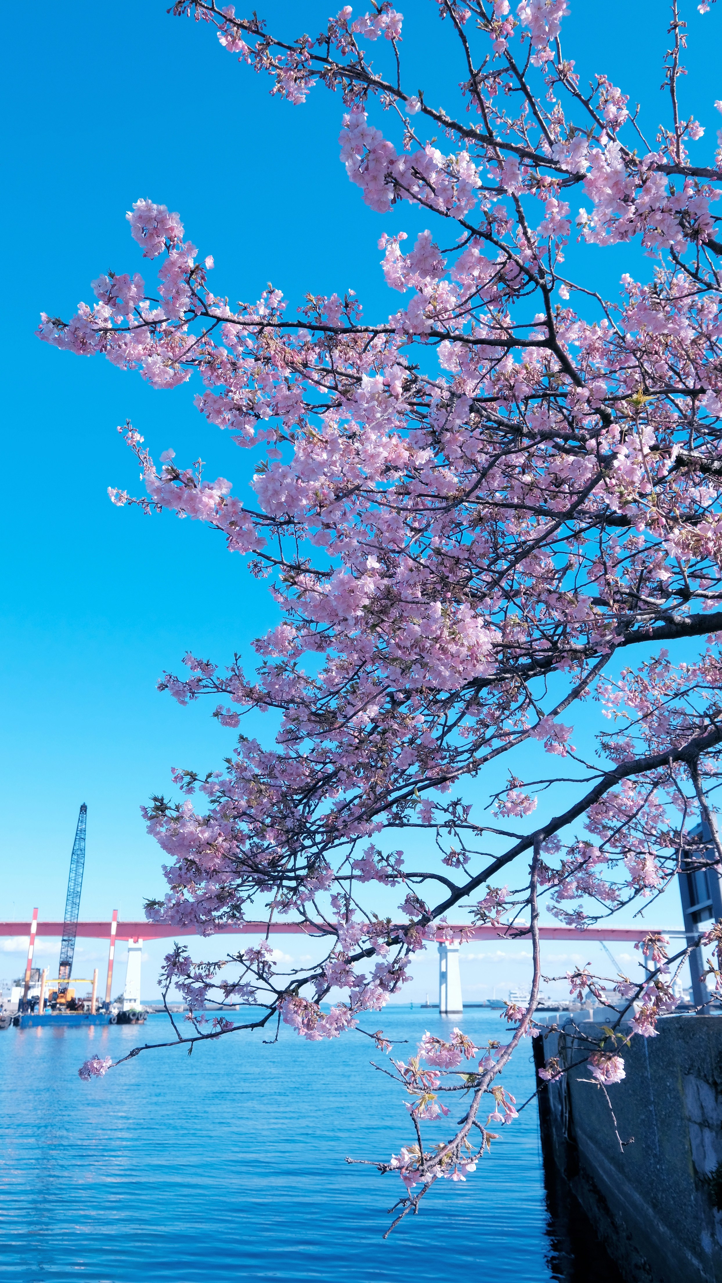 Cherry blossom branches gracefully arching over a calm waterfront, with a distant bridge and construction site adding depth to the scene.