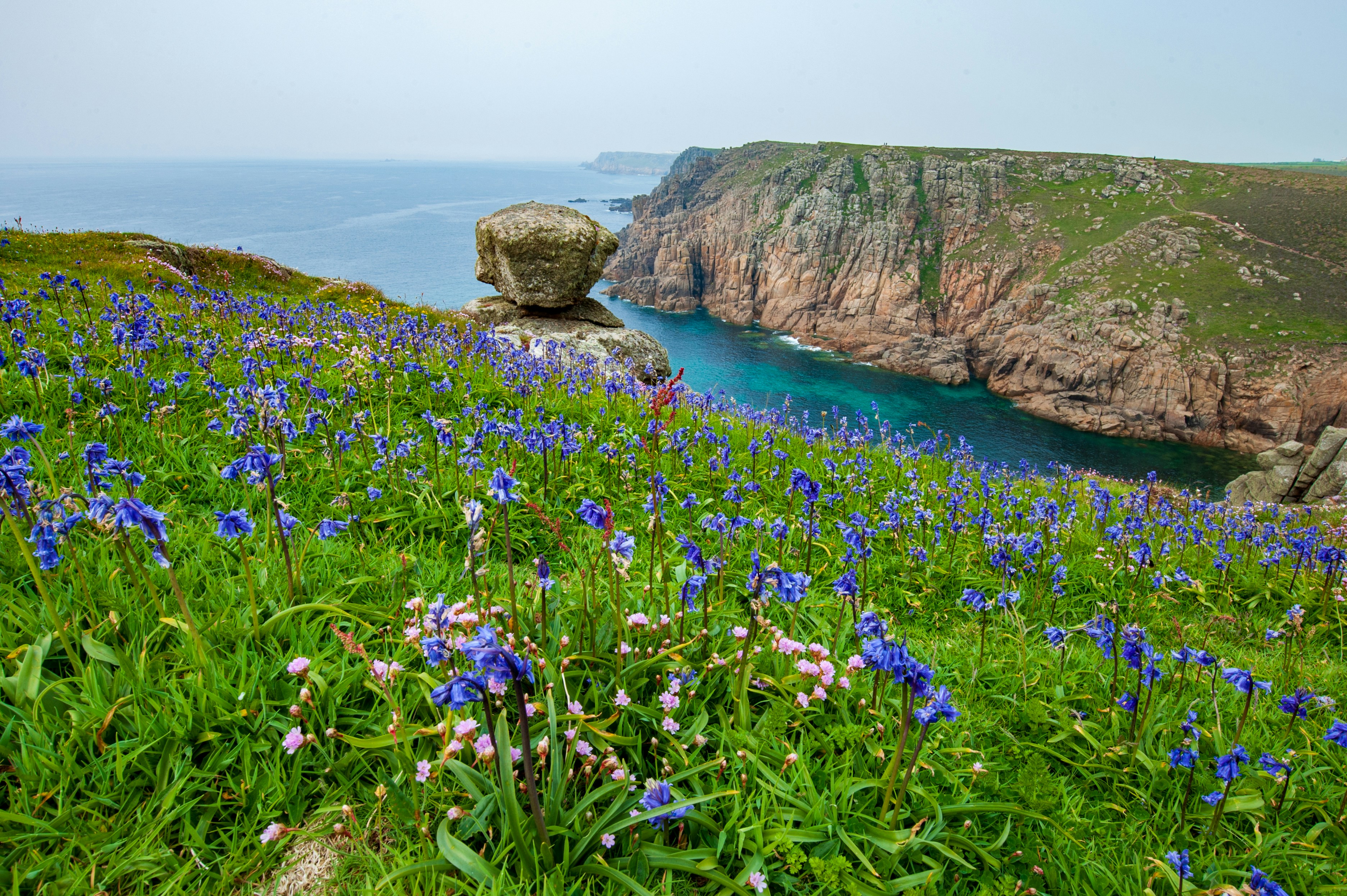 Vibrant bluebells blanket a rocky cliffside overlooking a serene coastal landscape, creating a harmonious blend of flora and seascape.