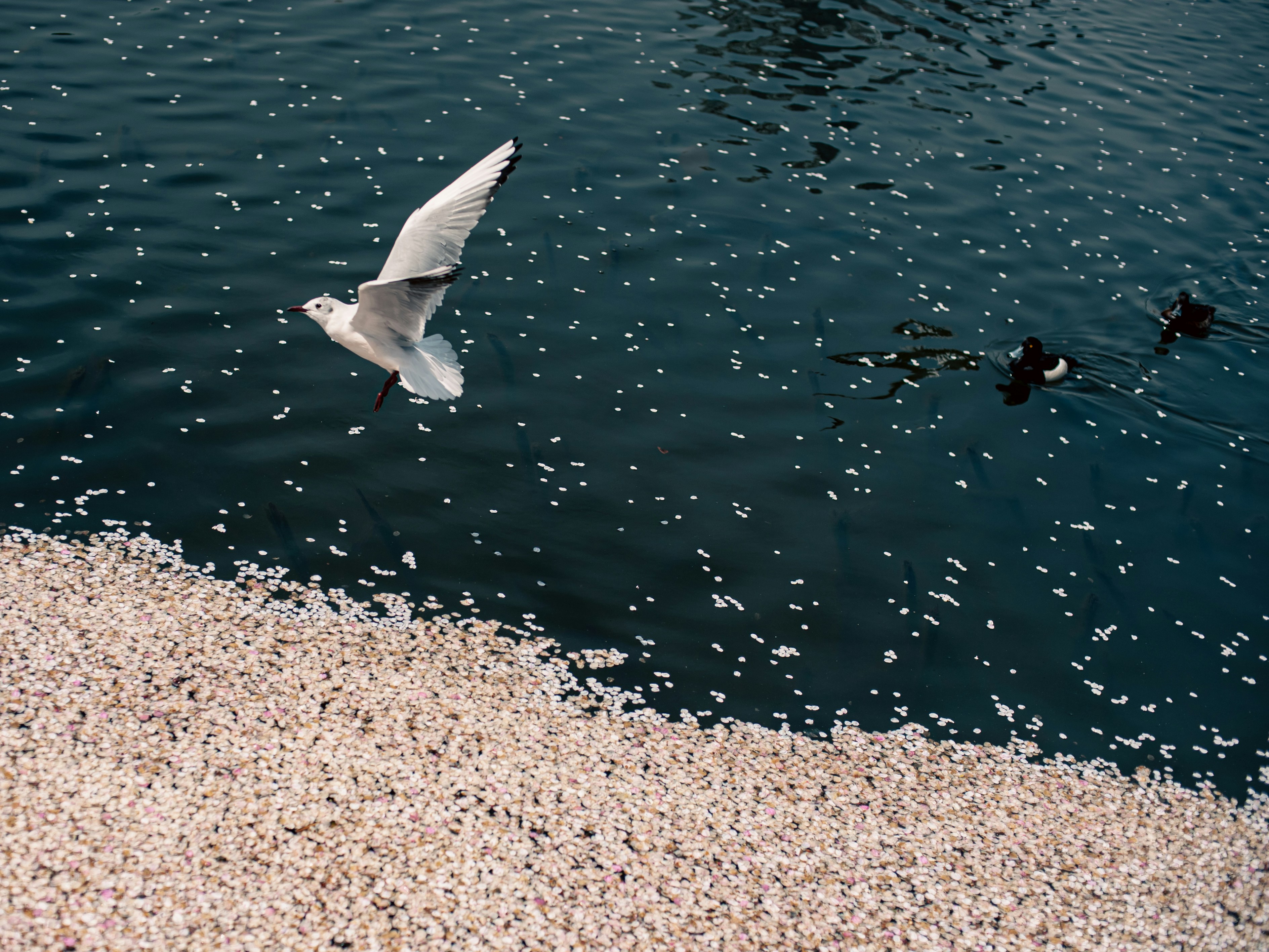 a flock of birds flying over a body of water