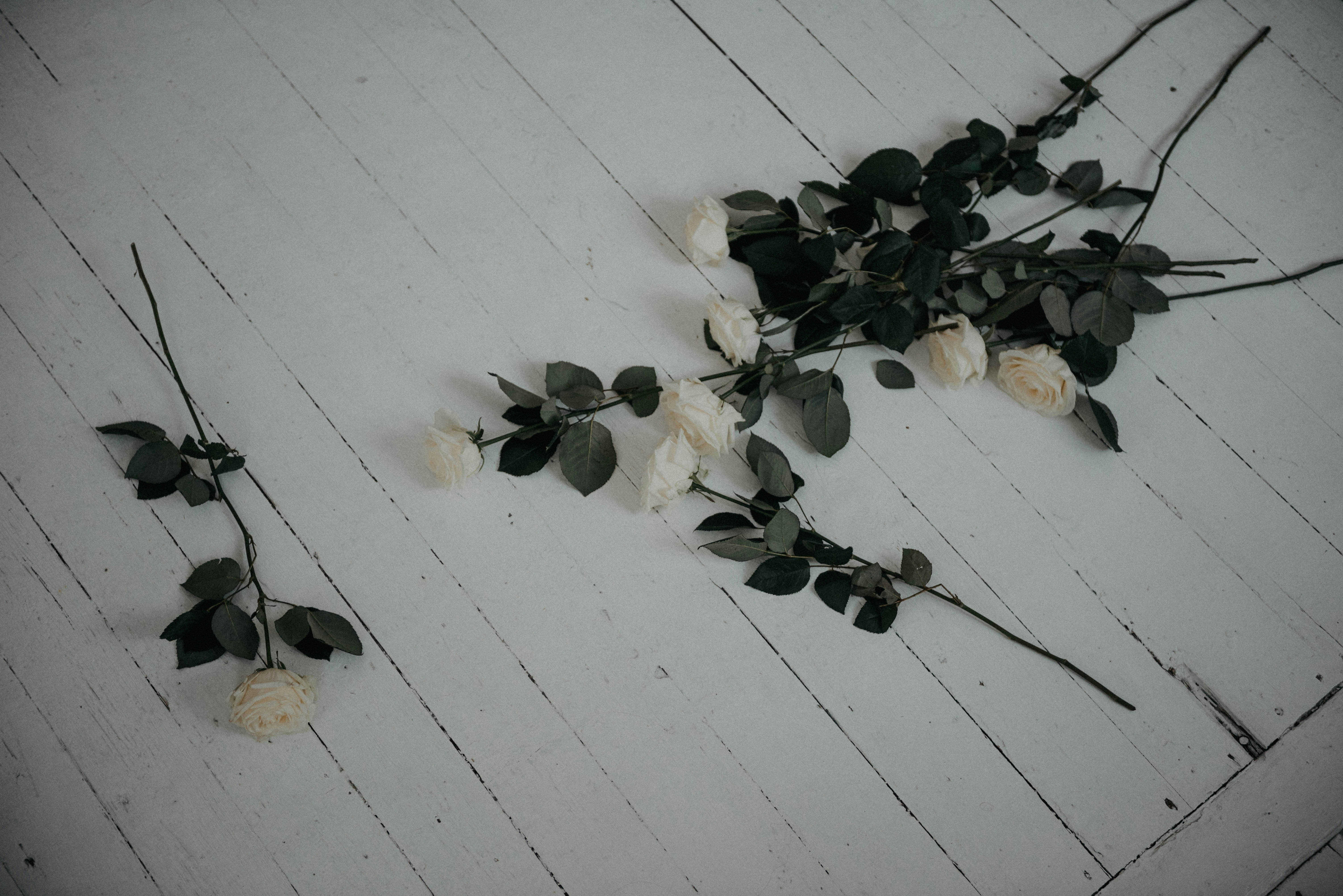 Whispers on Weathered Wood: White Roses Along a Quiet Diagonal