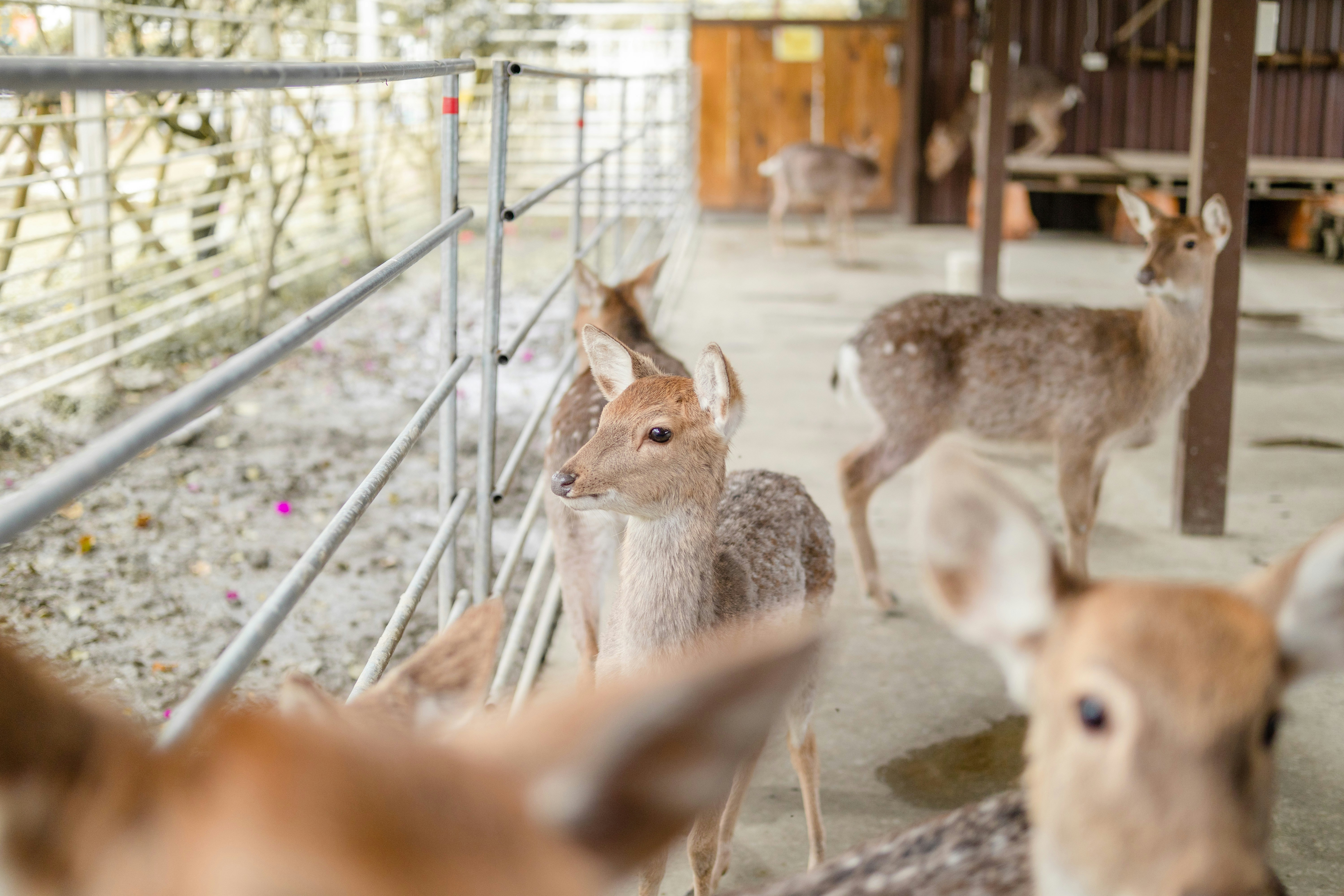 Curious Fawn at the Fence: A Gentle Herd in Dappled Barn Light