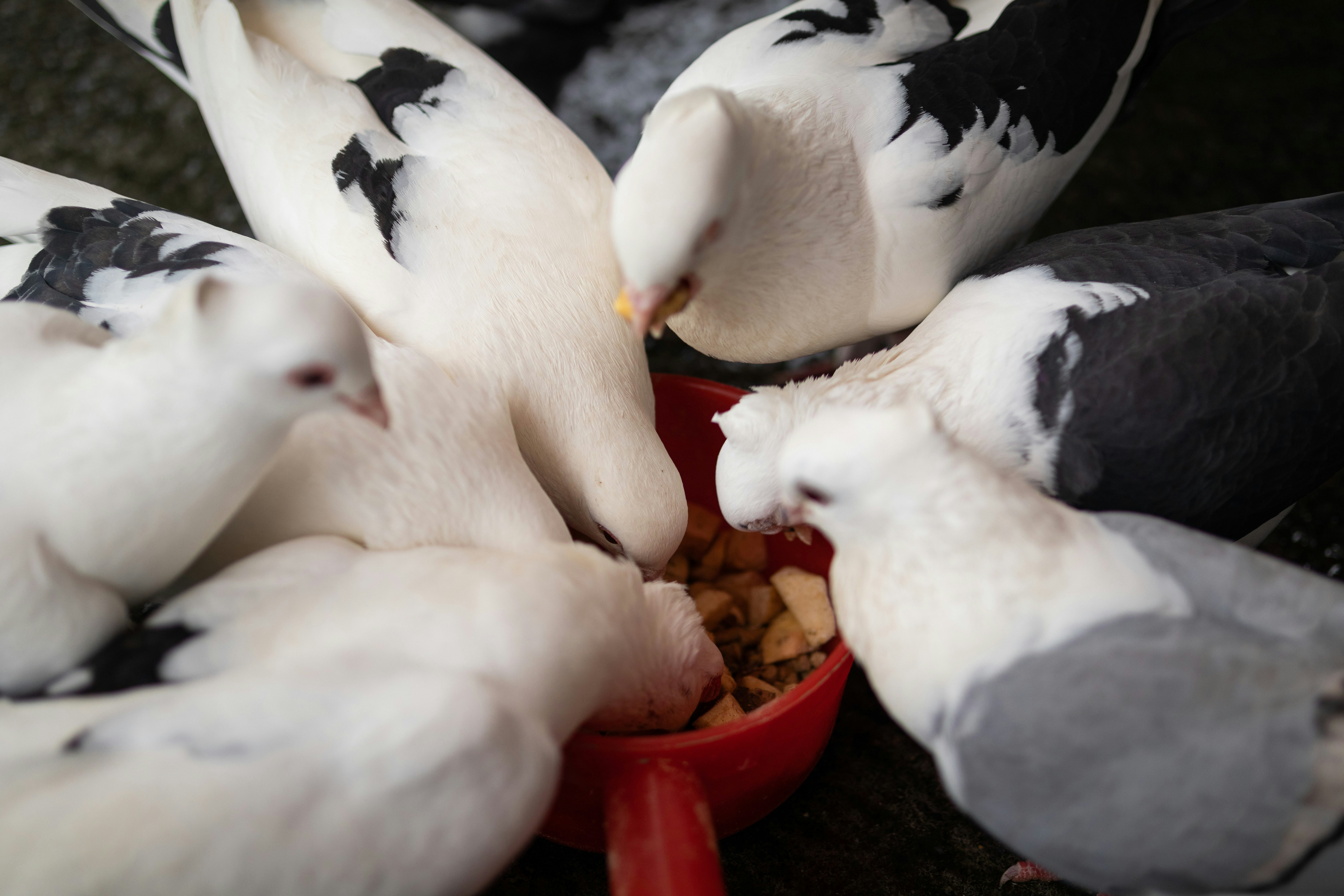 a group of birds eating food out of a red bowl
