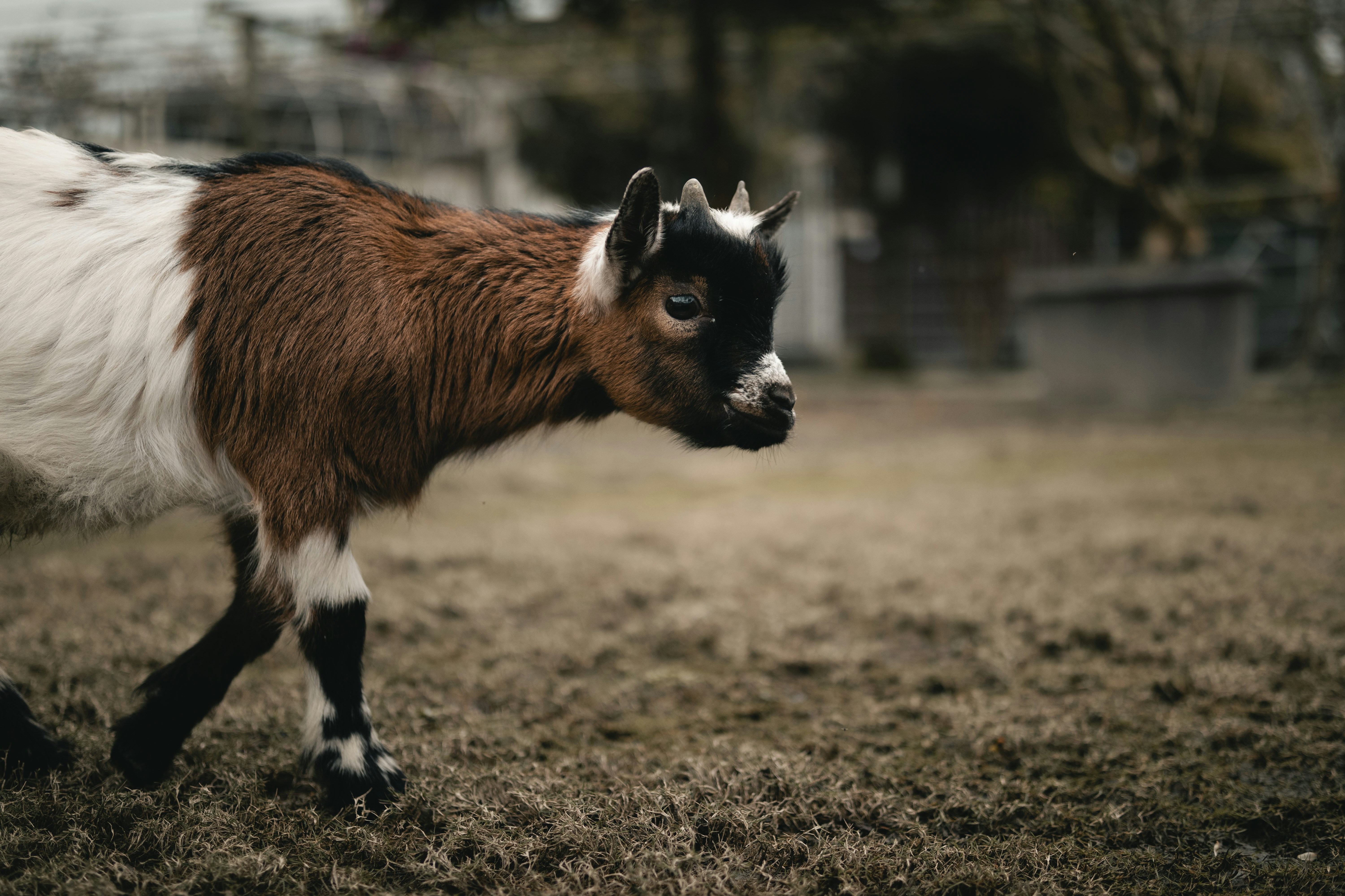 Eine braun-weiße Ziege, die auf einem grasbewachsenen Feld steht Foto ...