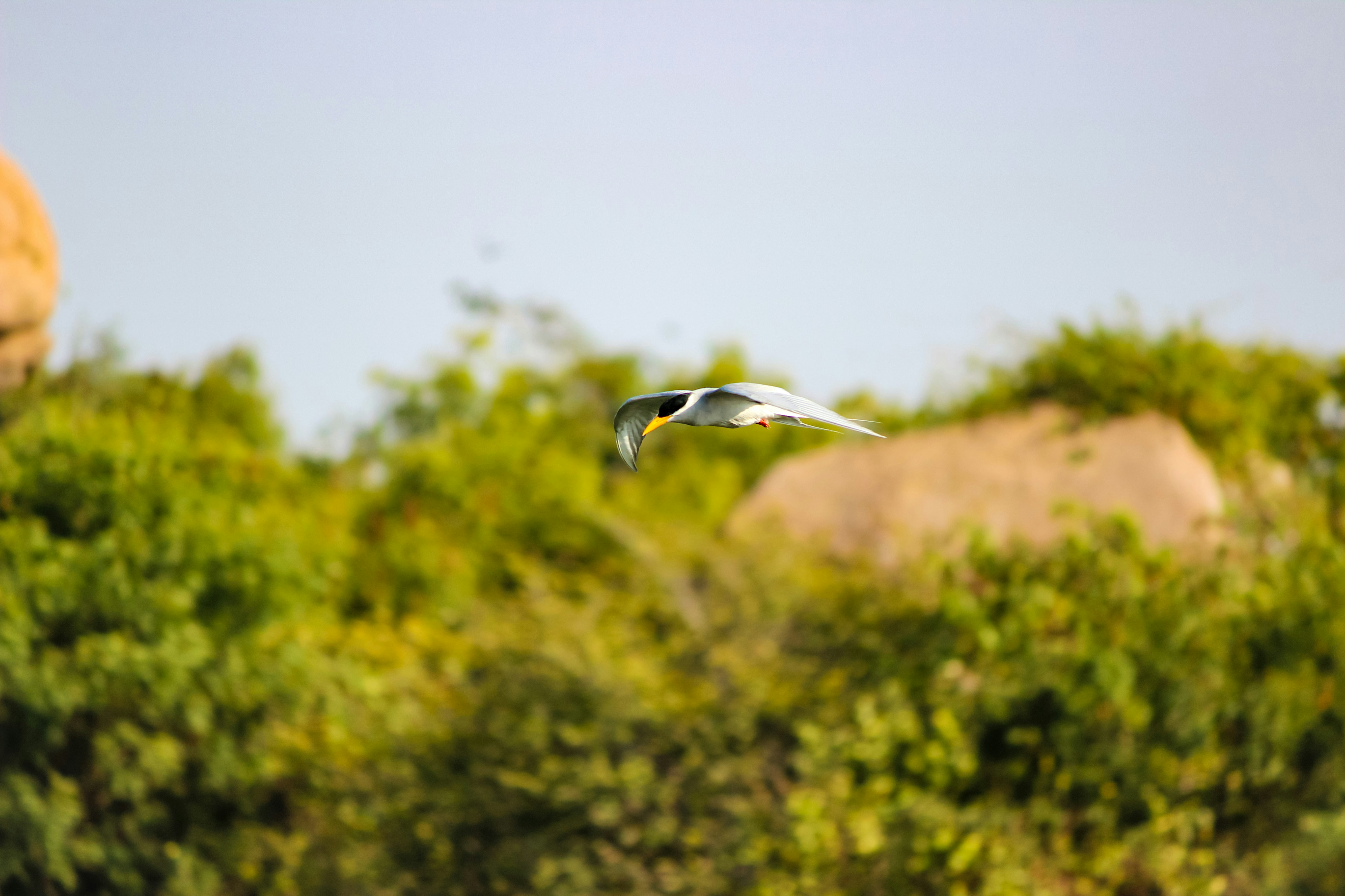 A bird gliding effortlessly above lush greenery, showcasing its elegance against a backdrop of stones and foliage.