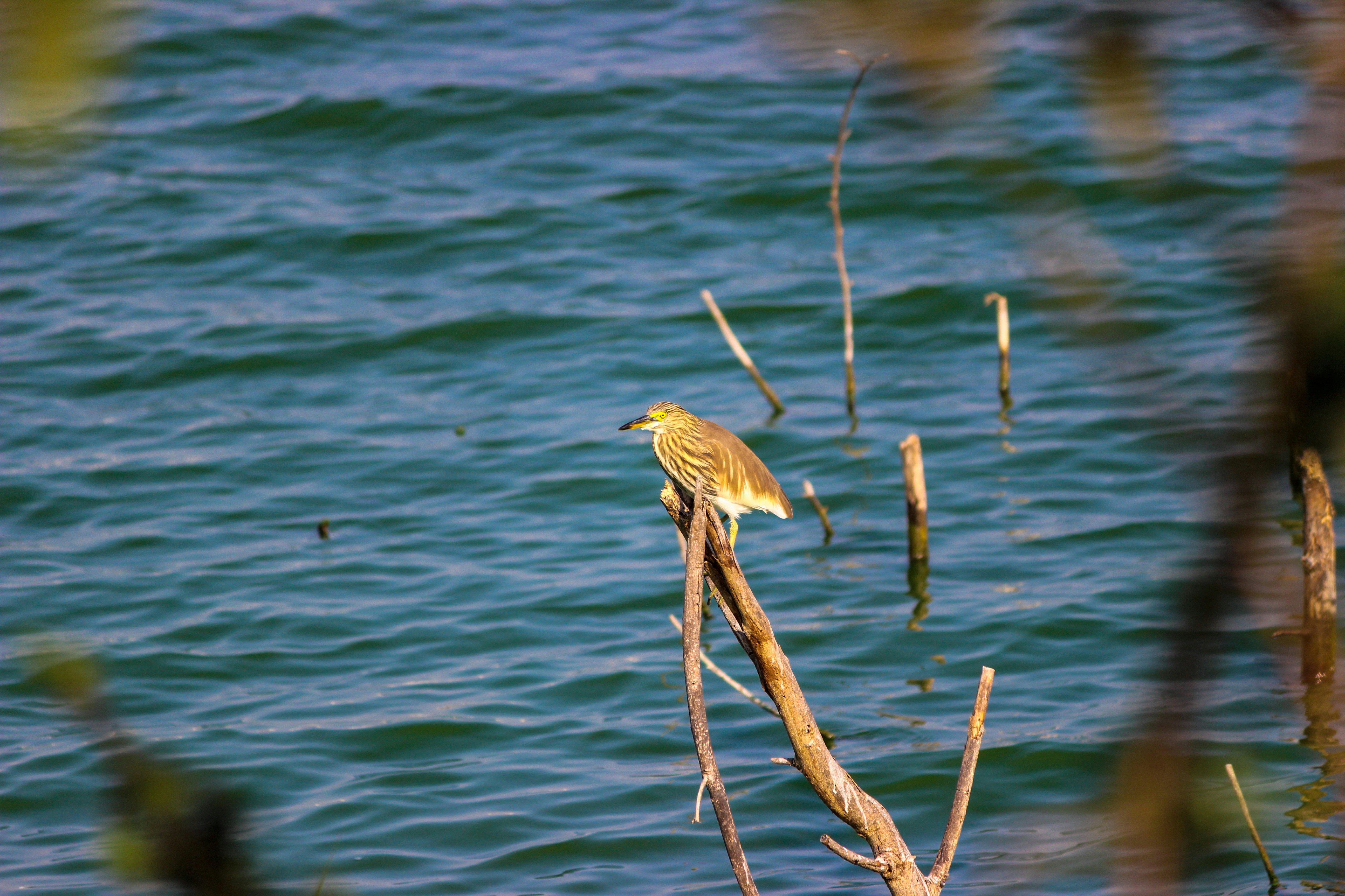 Wading Bird Perched on a Weathered Branch Over Turquoise Water