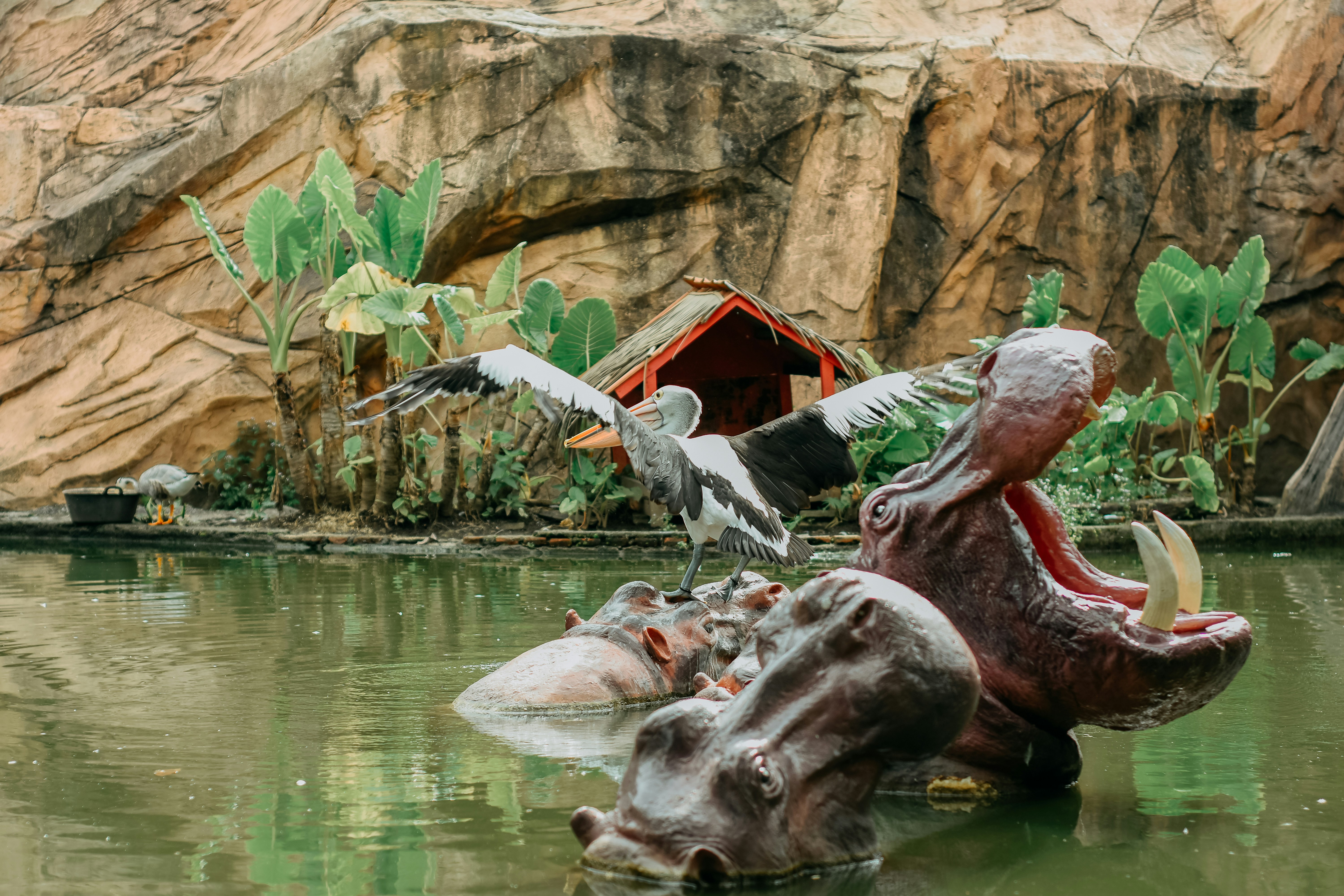 a group of hippopotamus swimming in a pond