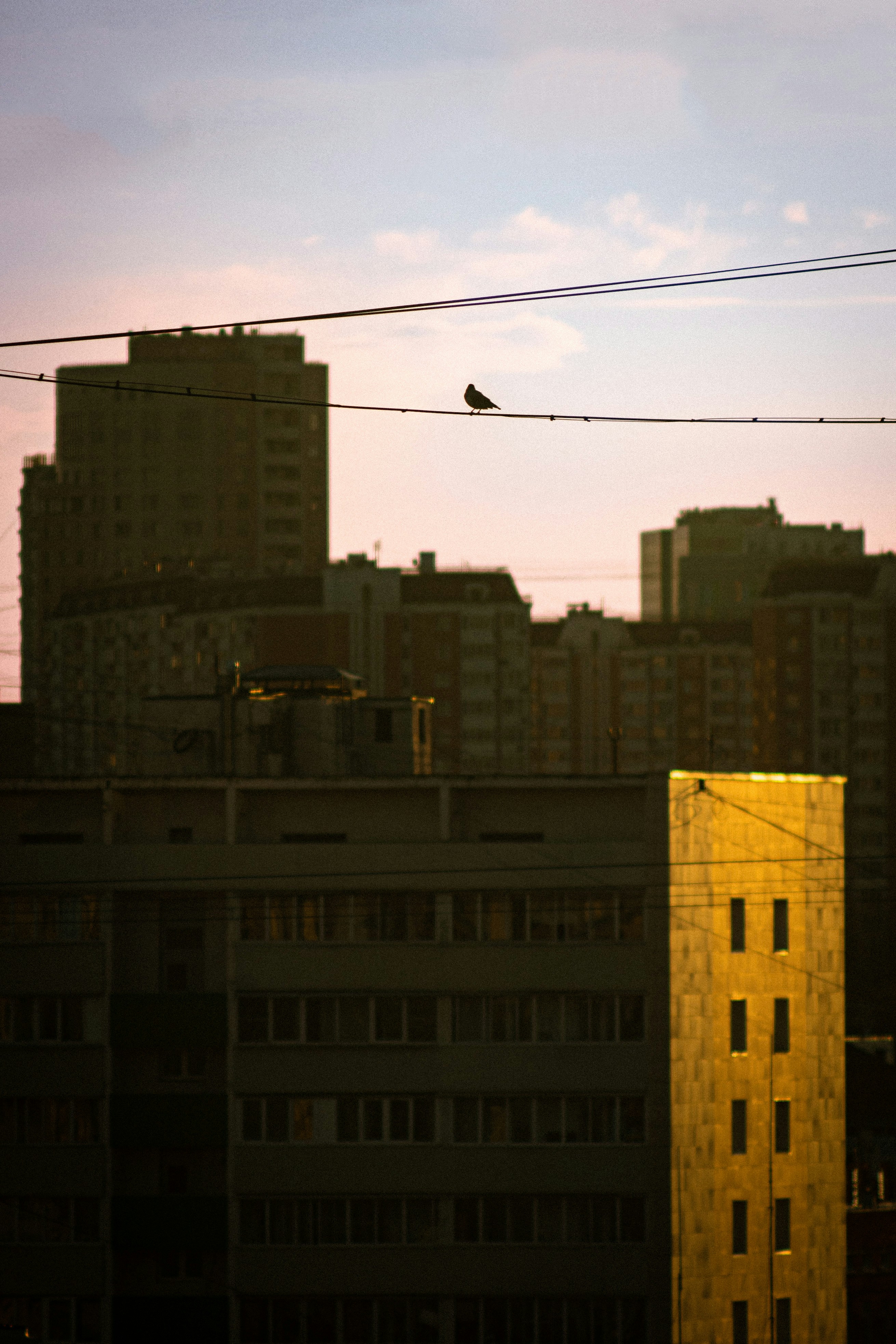 Dusk Sentinel on a Wire Over the City