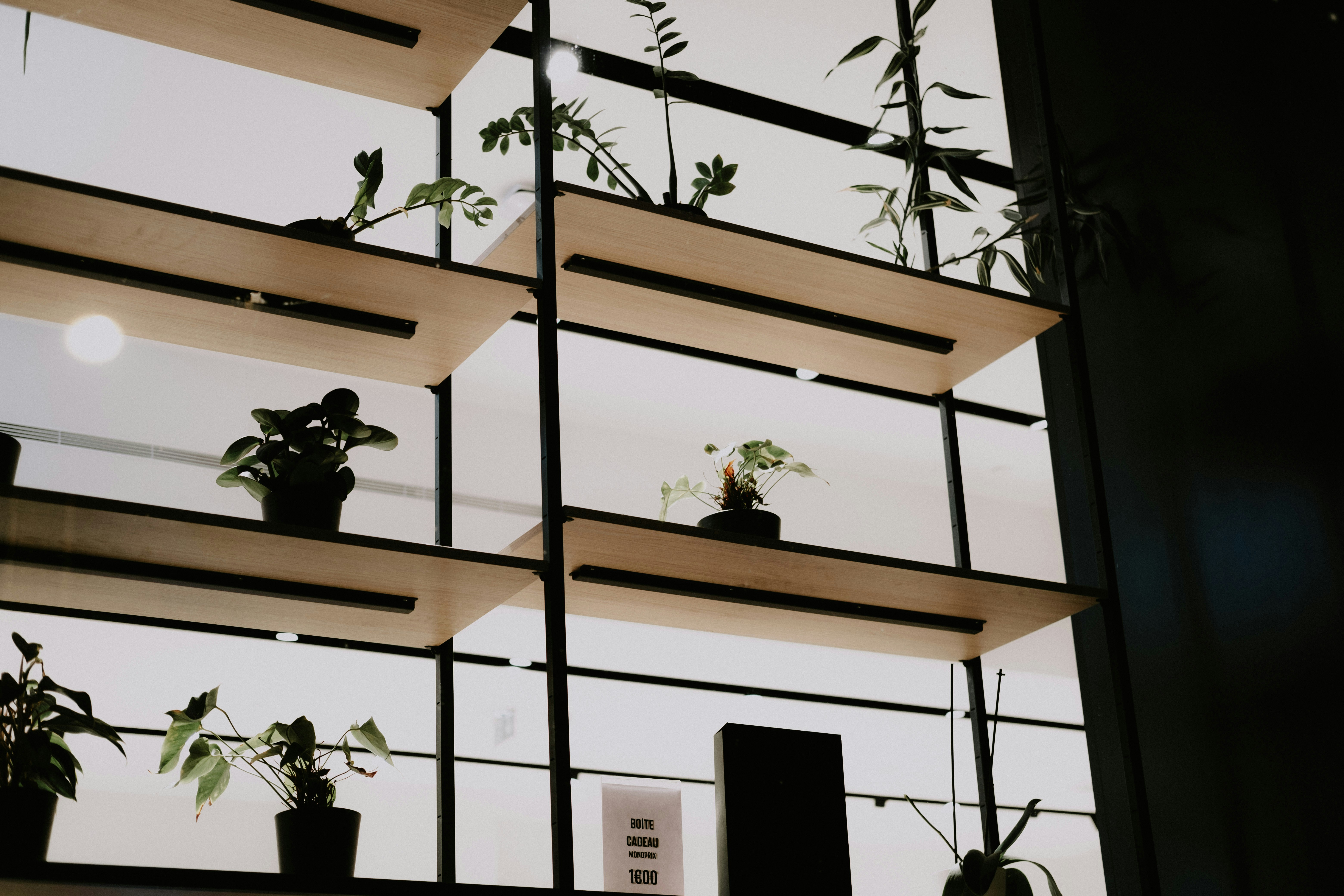 Minimalist shelving unit adorned with various potted plants against a softly lit backdrop.