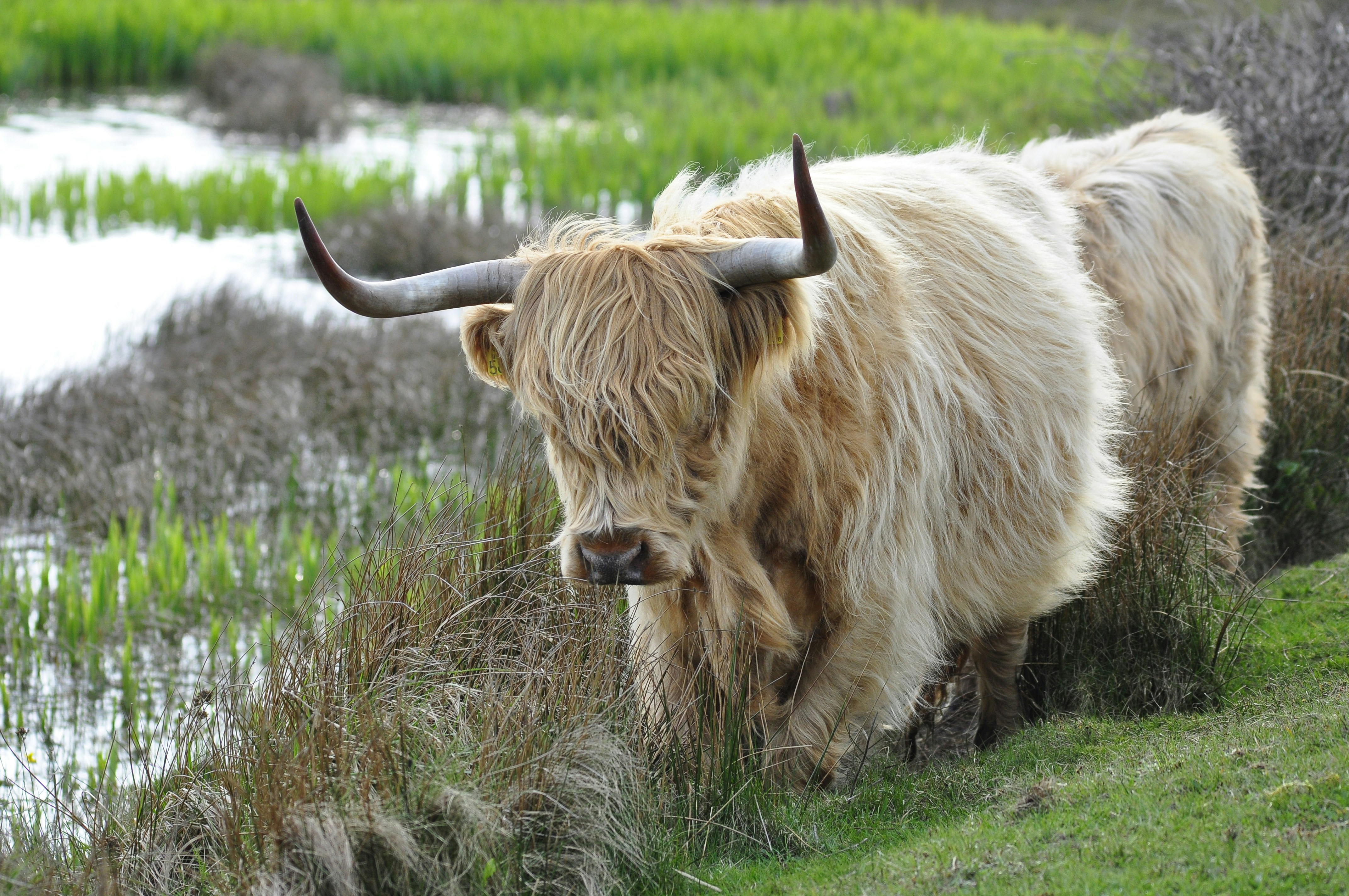 Gentle Giant by the Water's Edge