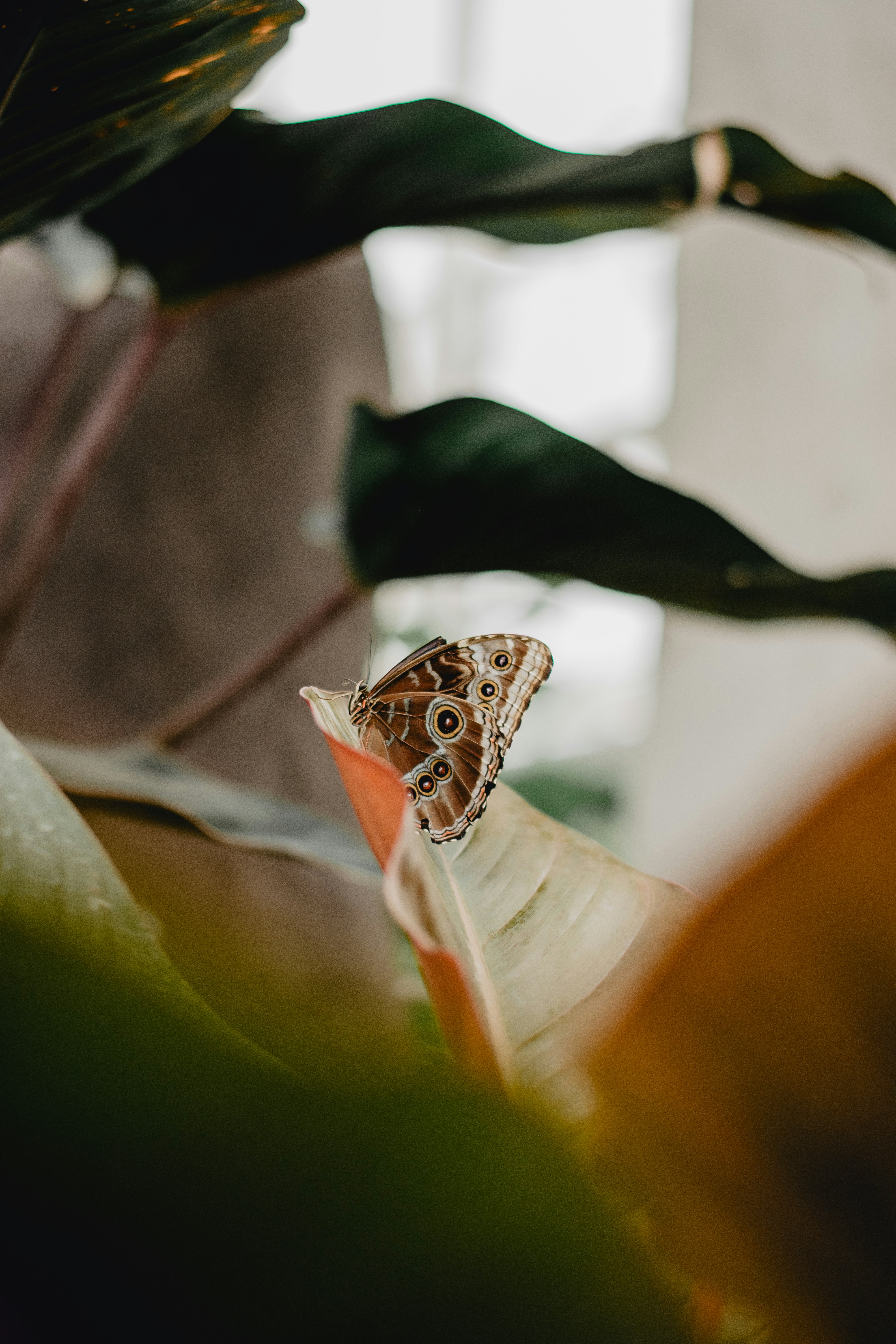 Ringed Butterfly on a Coral Leaf in a Soft Indoor Garden Light