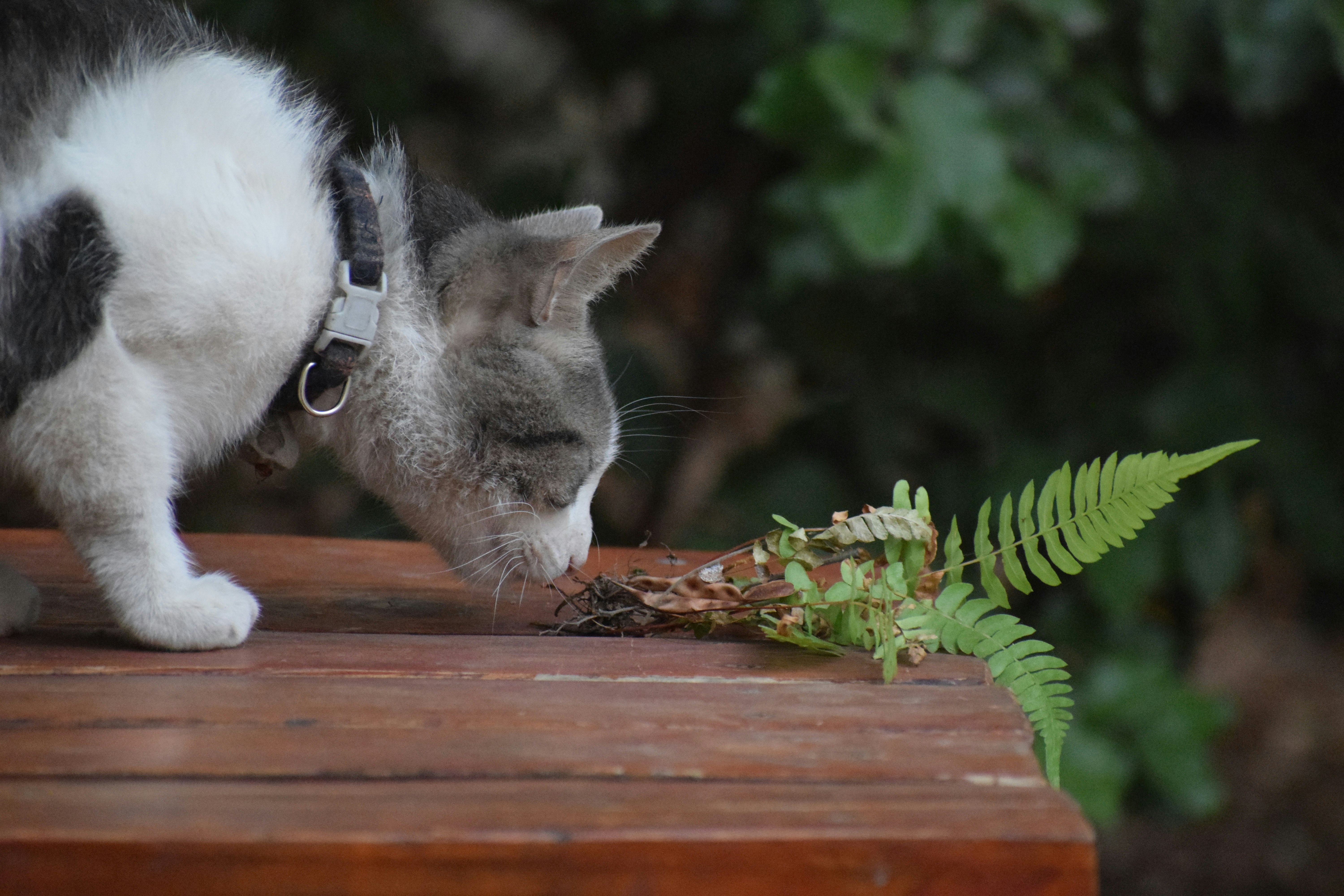 A gray and white cat curiously sniffing a fern on a wooden surface, surrounded by lush greenery.