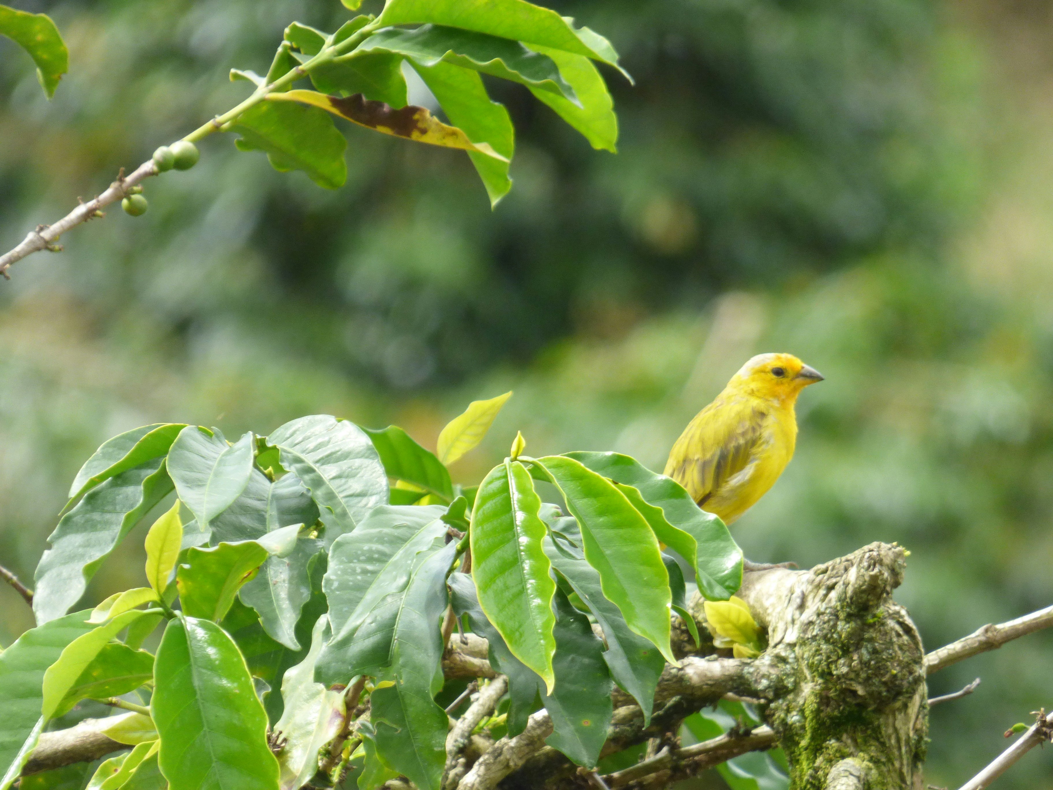 Bright yellow bird perched on a branch surrounded by vibrant green leaves, showcasing the beauty of nature. 