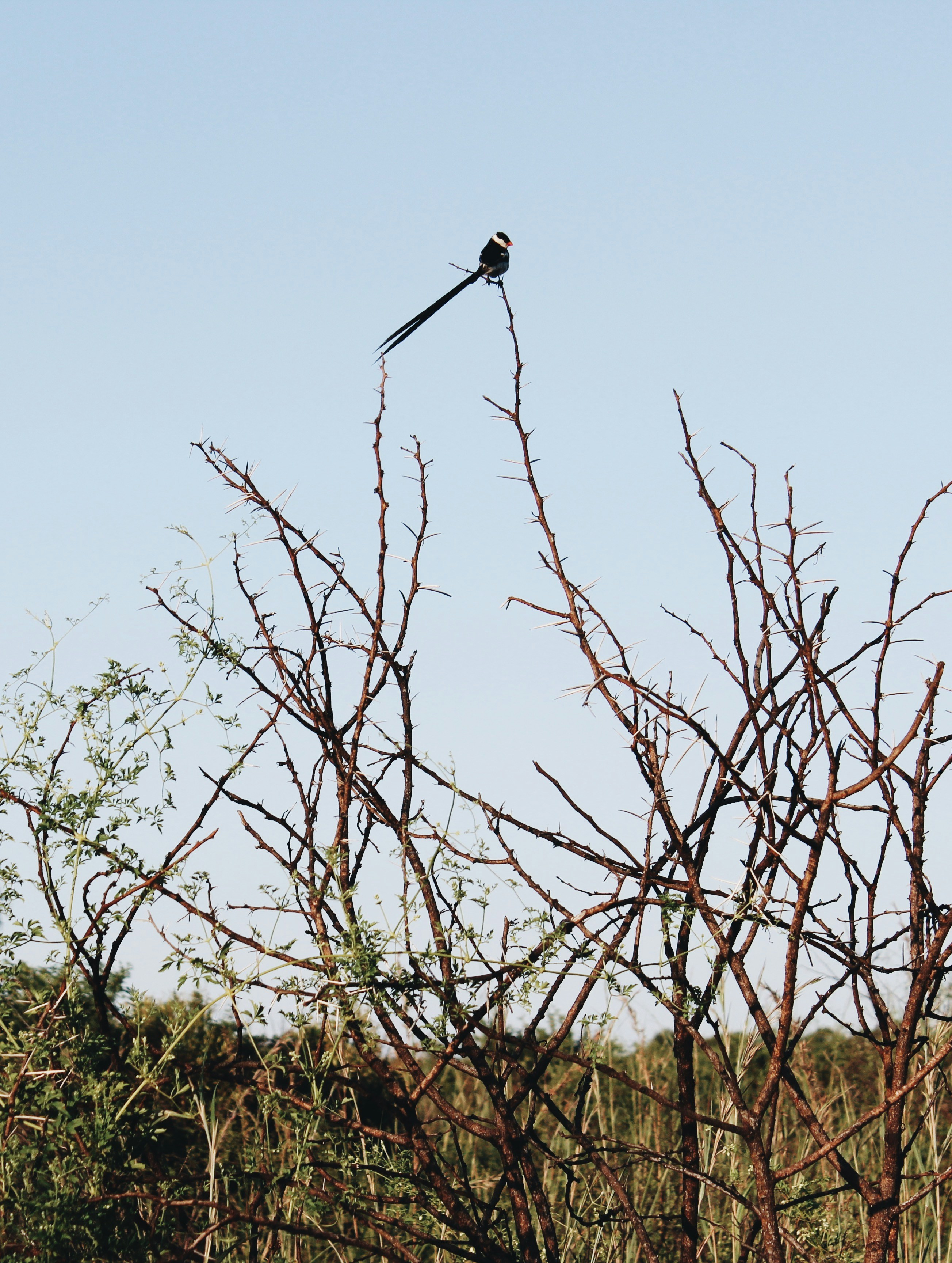 Pin tailed whydah sits and scouts from a tree.