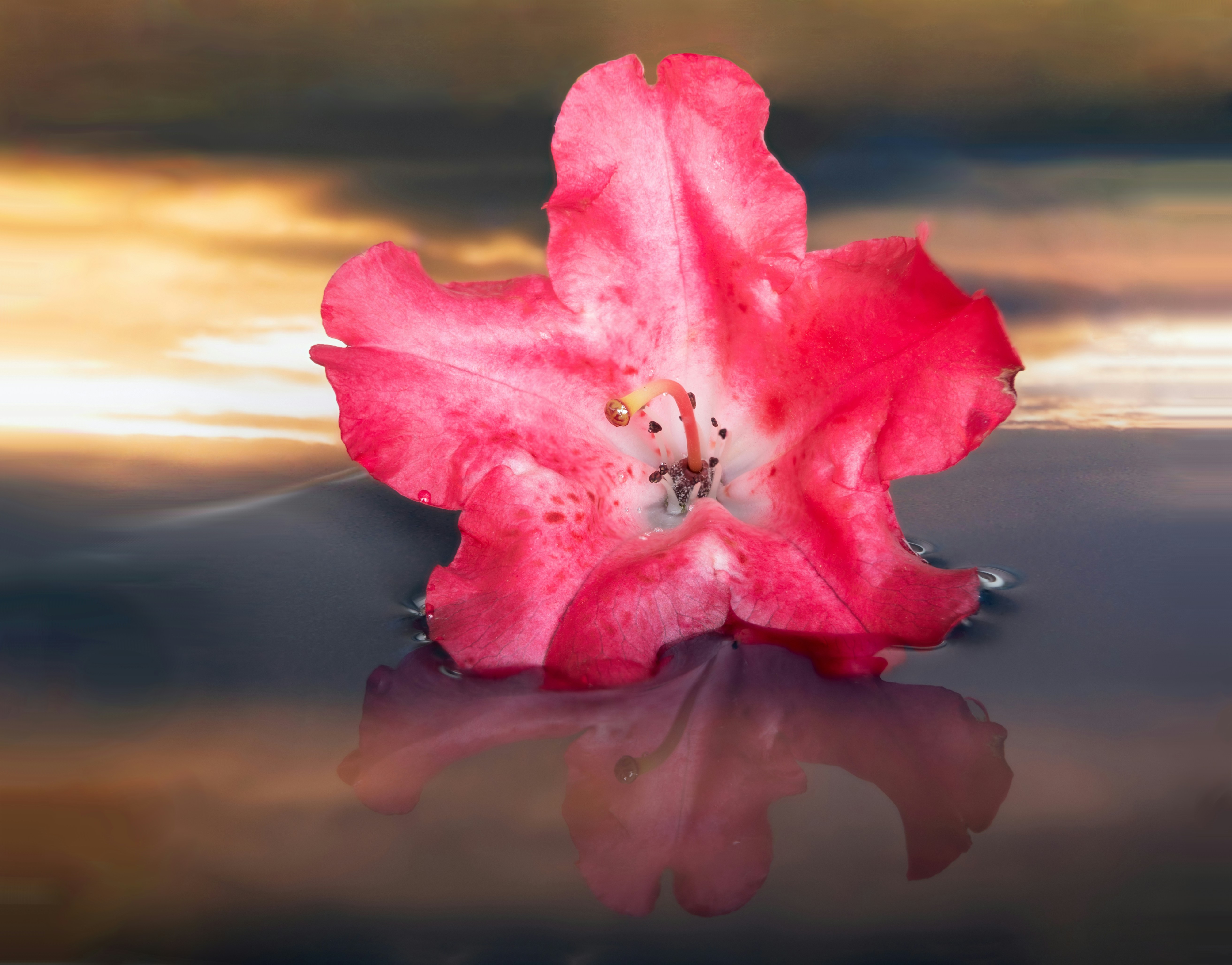 a pink flower floating on top of a body of water