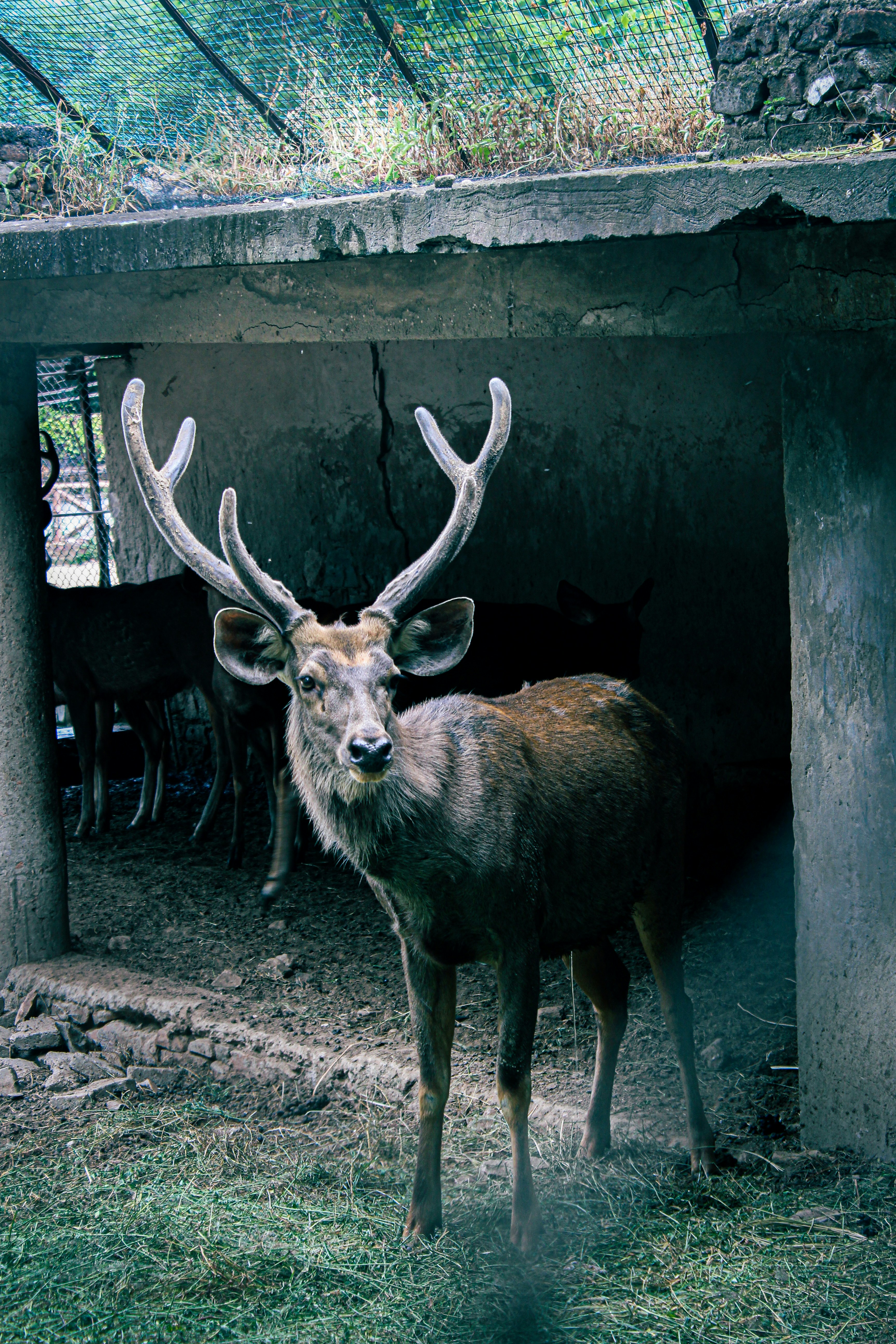 Velvet-Antlered Sentinel at the Concrete Shelter