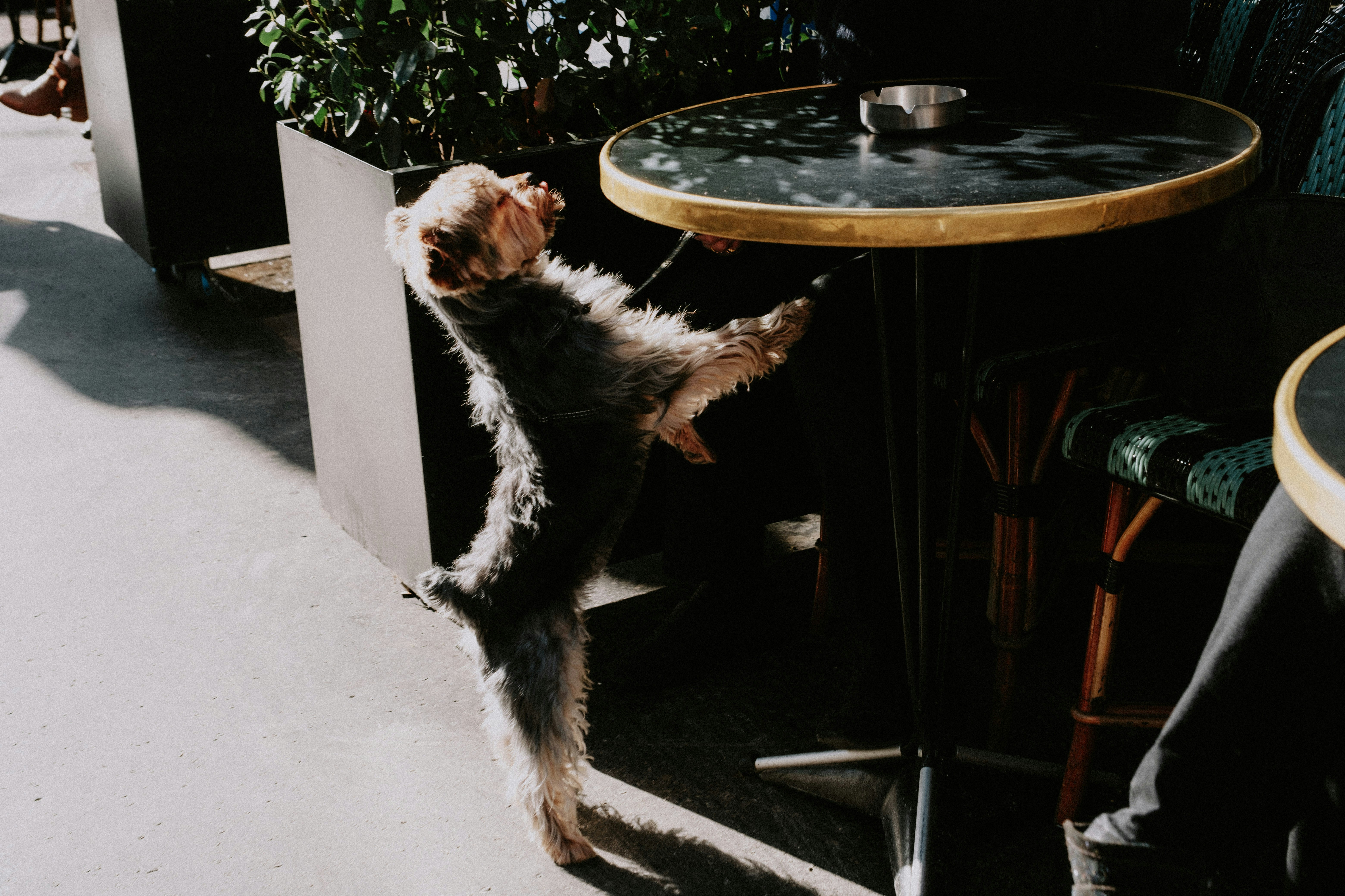 Cafe-side Acrobat: A scruffy terrier on hind legs by a sunlit table