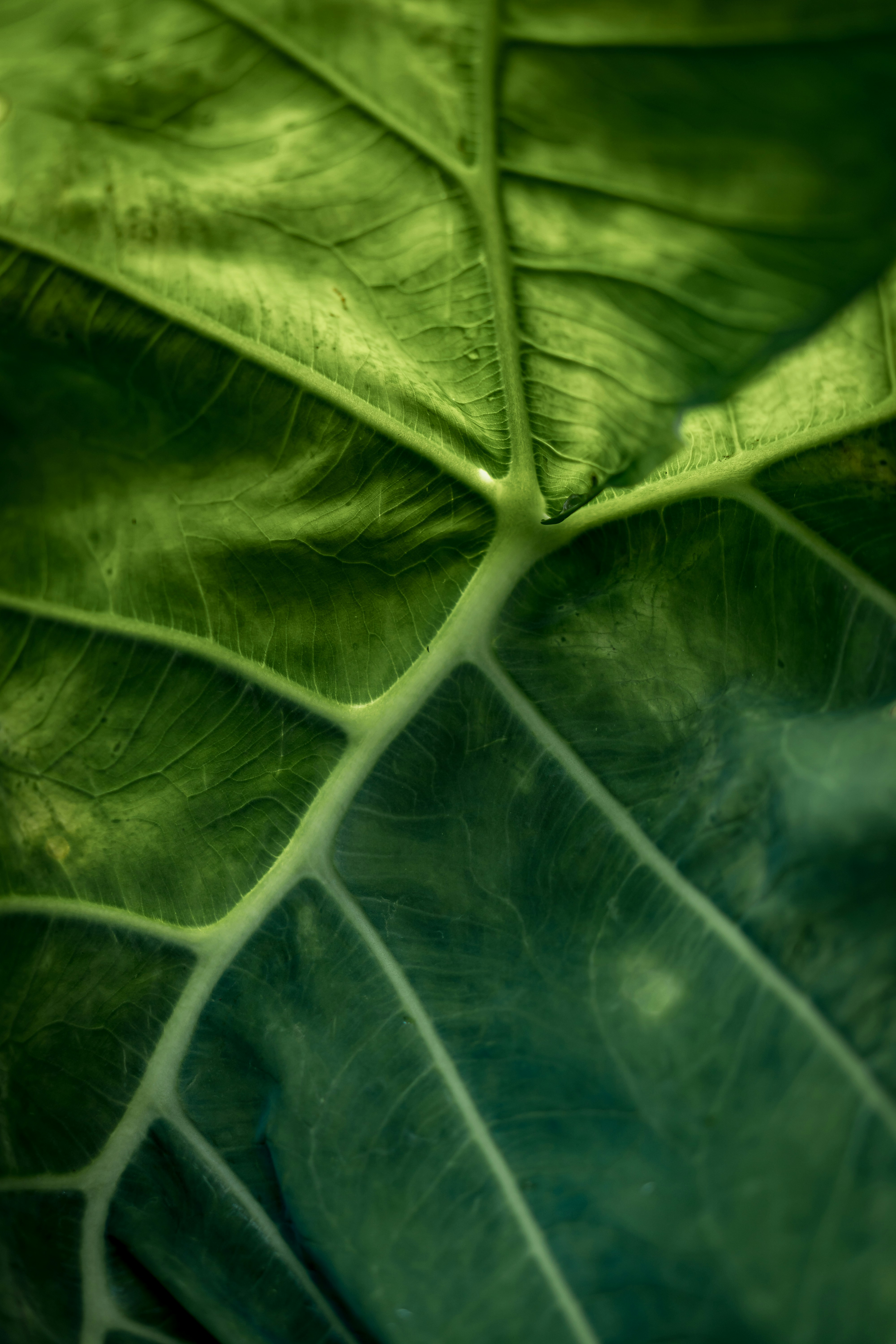 Macro view of a green leaf in the jungles of Guatemala, Central America. | a close up of a large green leaf