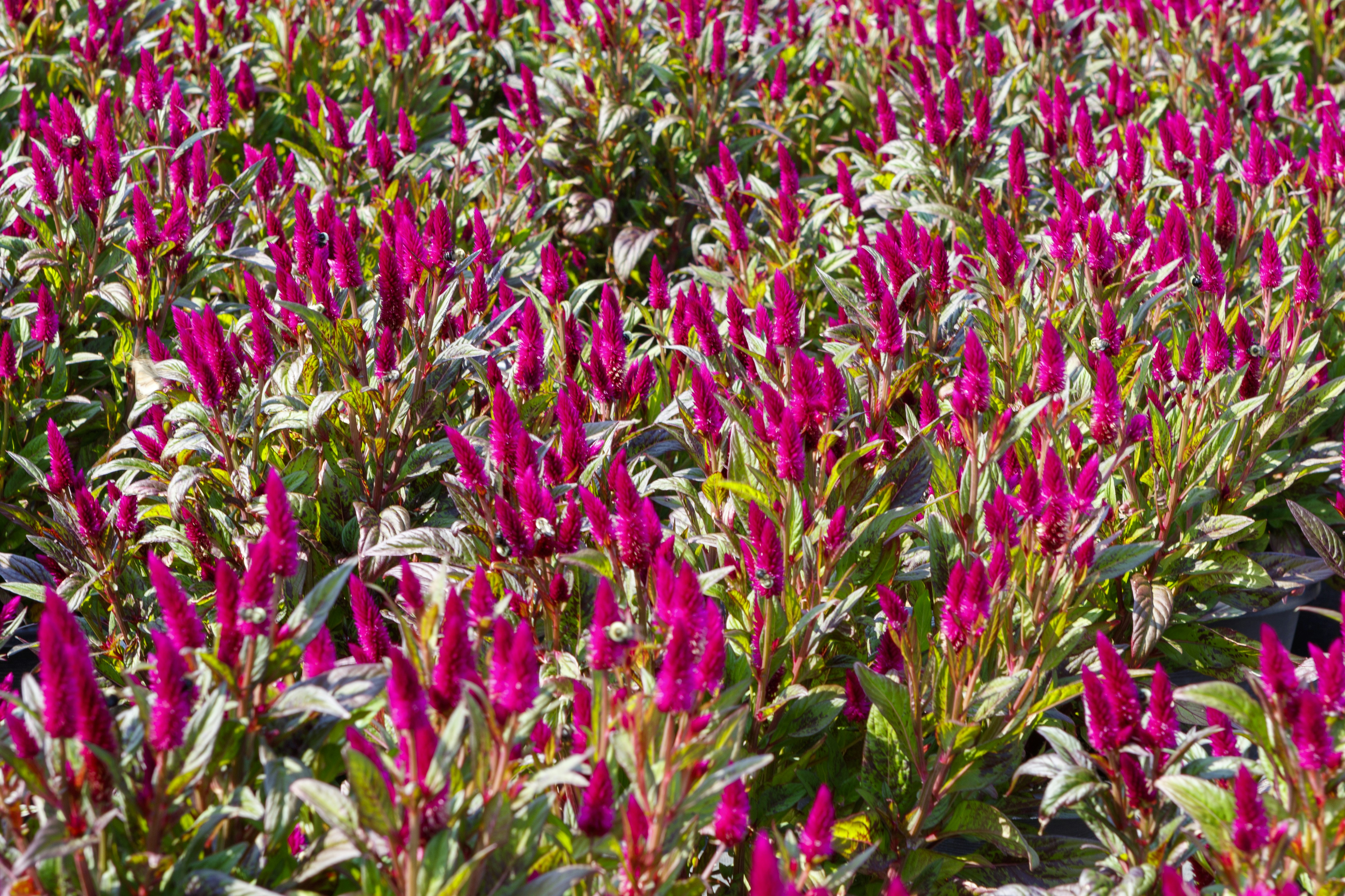 Crimson Spike Field: a sea of magenta plumes in bright daylight