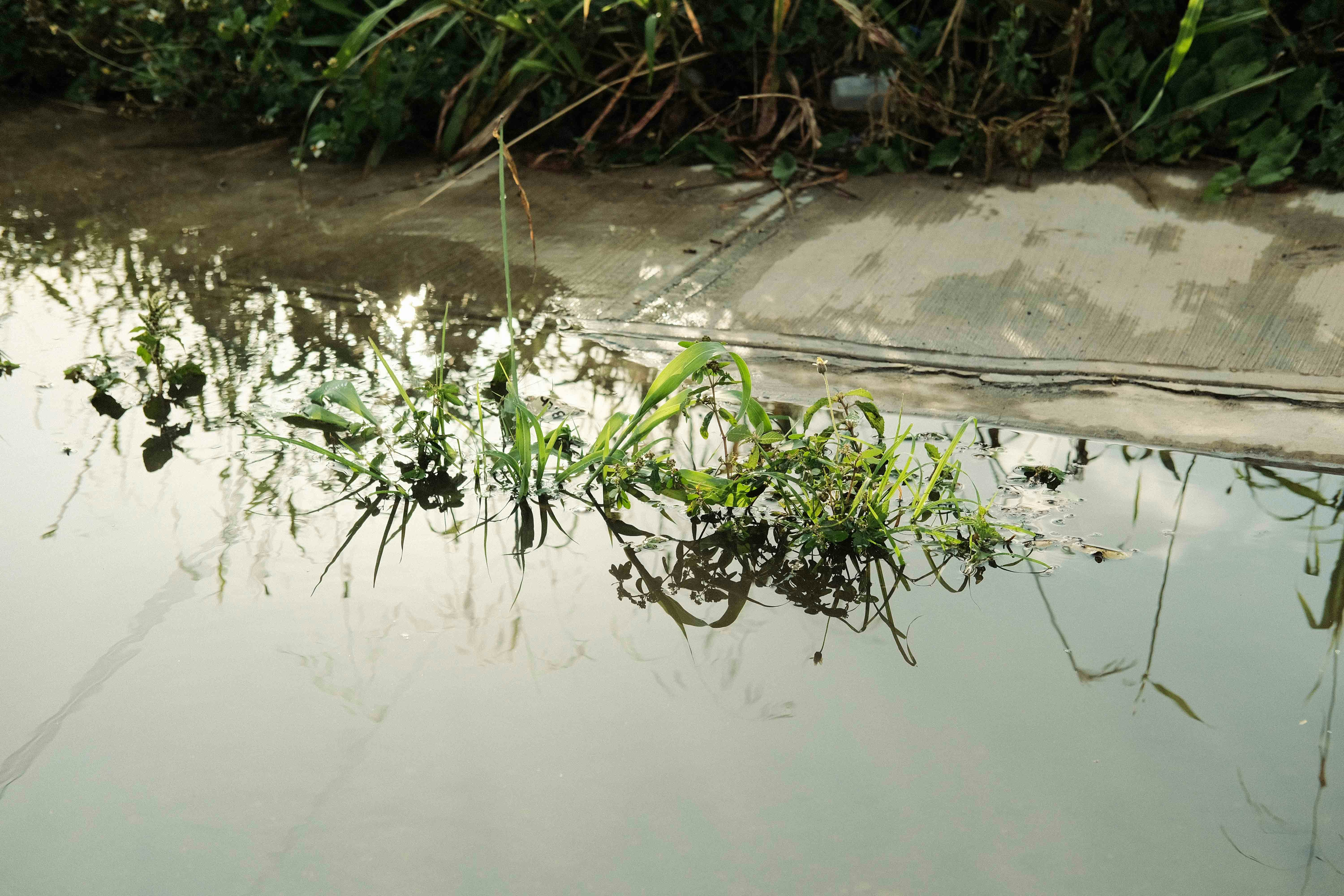 A puddle of water with grass growing in it photo – Free Nature Image on ...