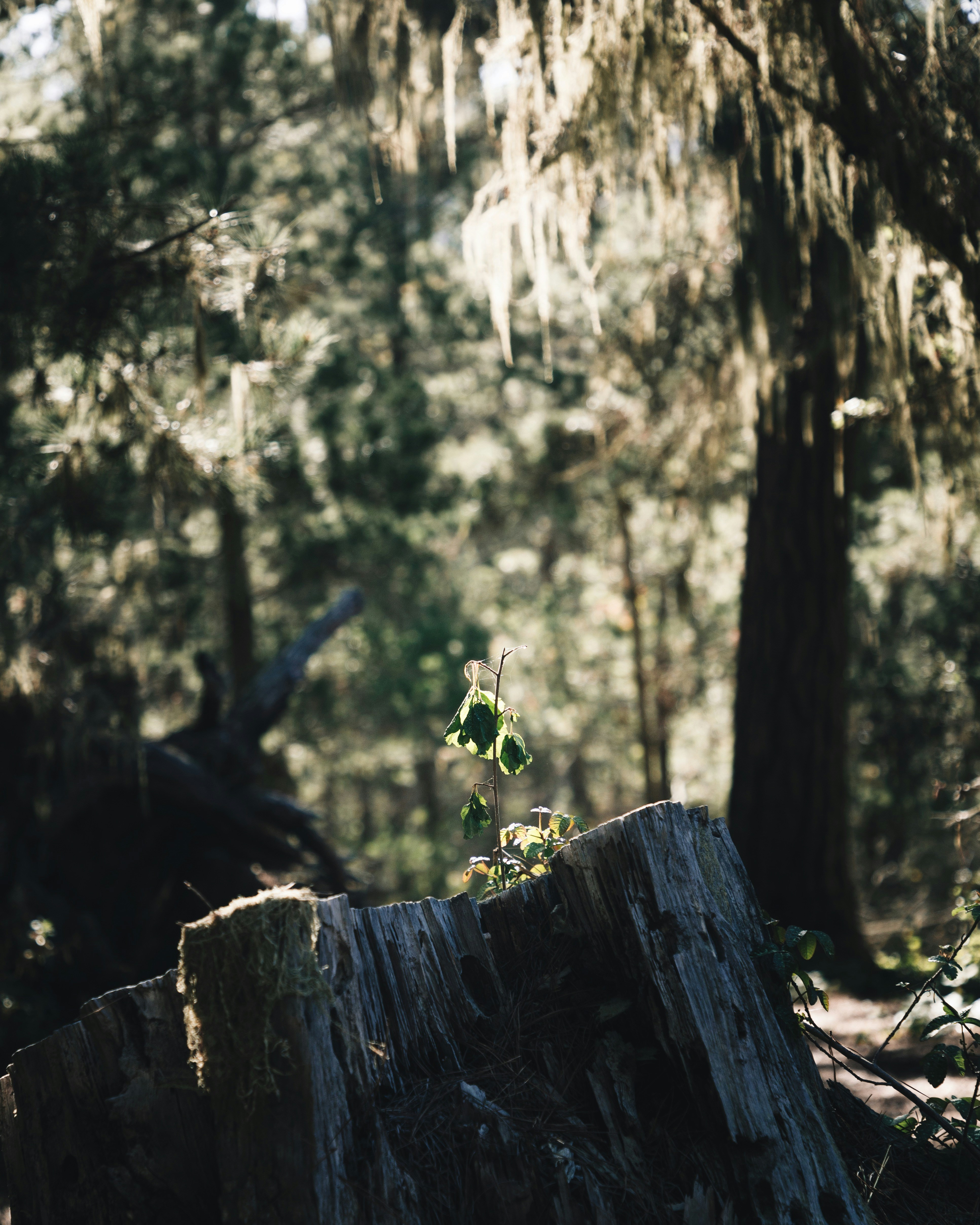 Delicate green leaves sprouting from a weathered log amidst a sun-dappled forest, highlighting nature's resilience.