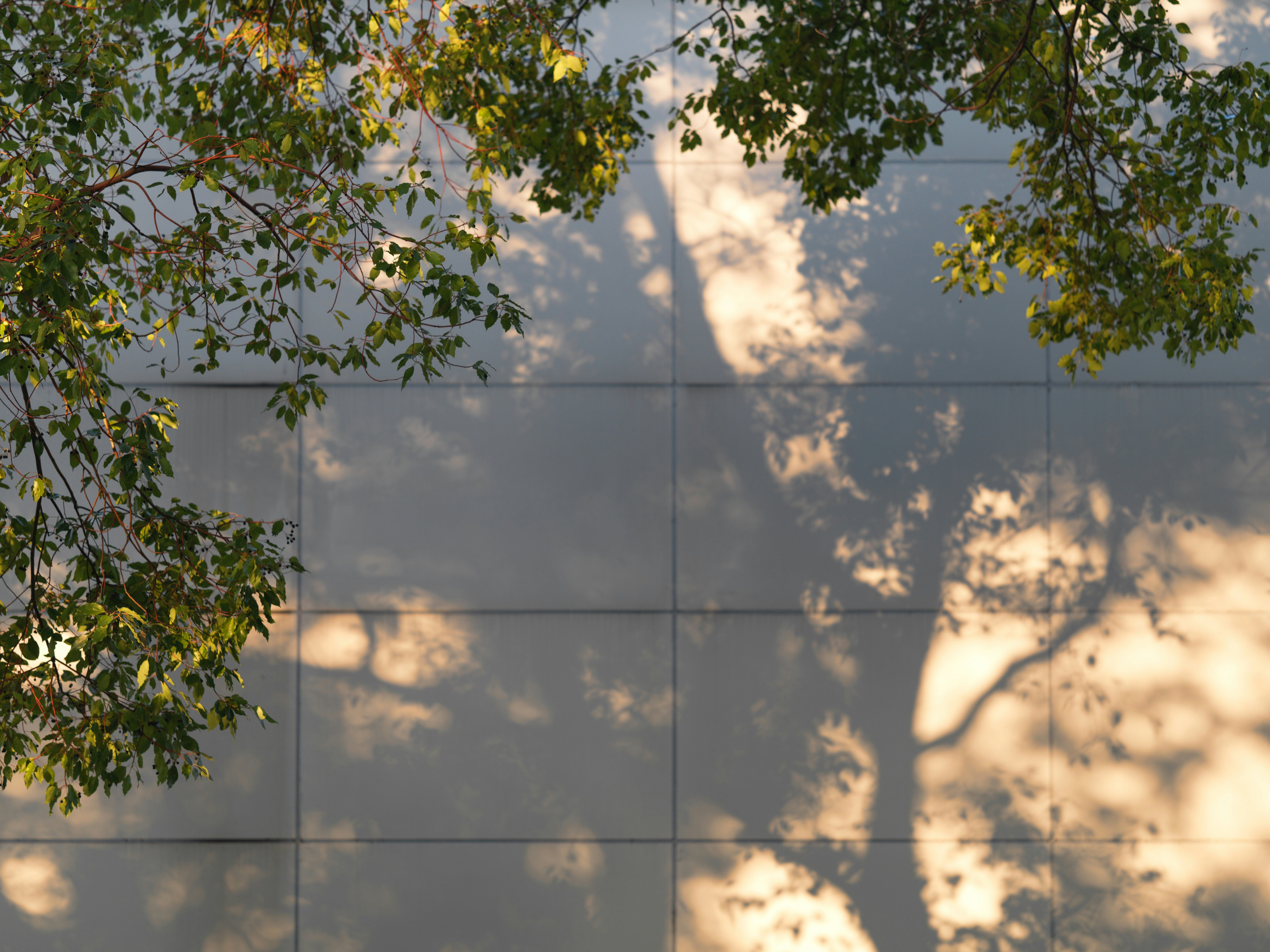 50,000+ Tree Shadow Pictures | Download Free Images on Unsplash