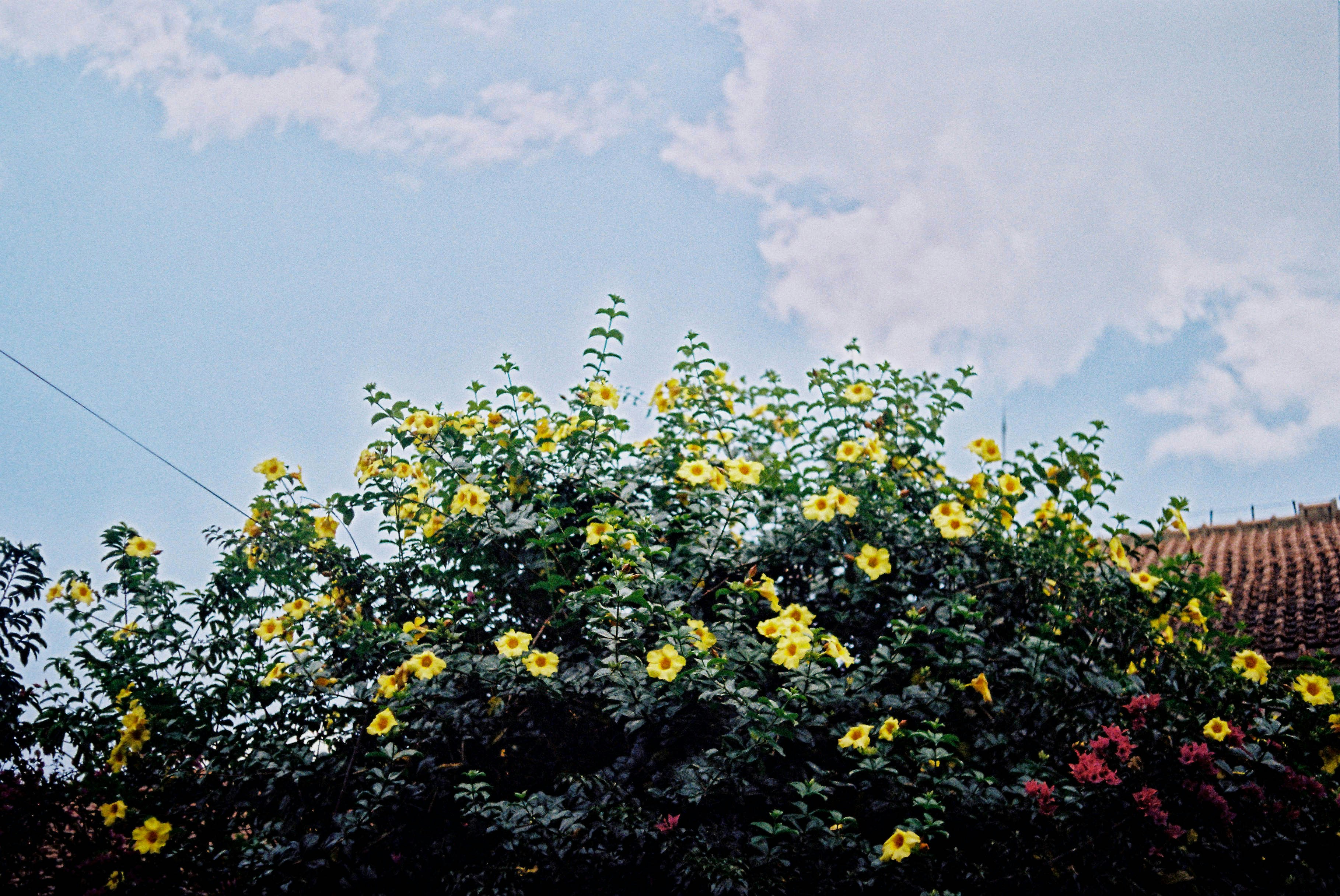 Canary Blooms Crown the Quiet Suburban Garden