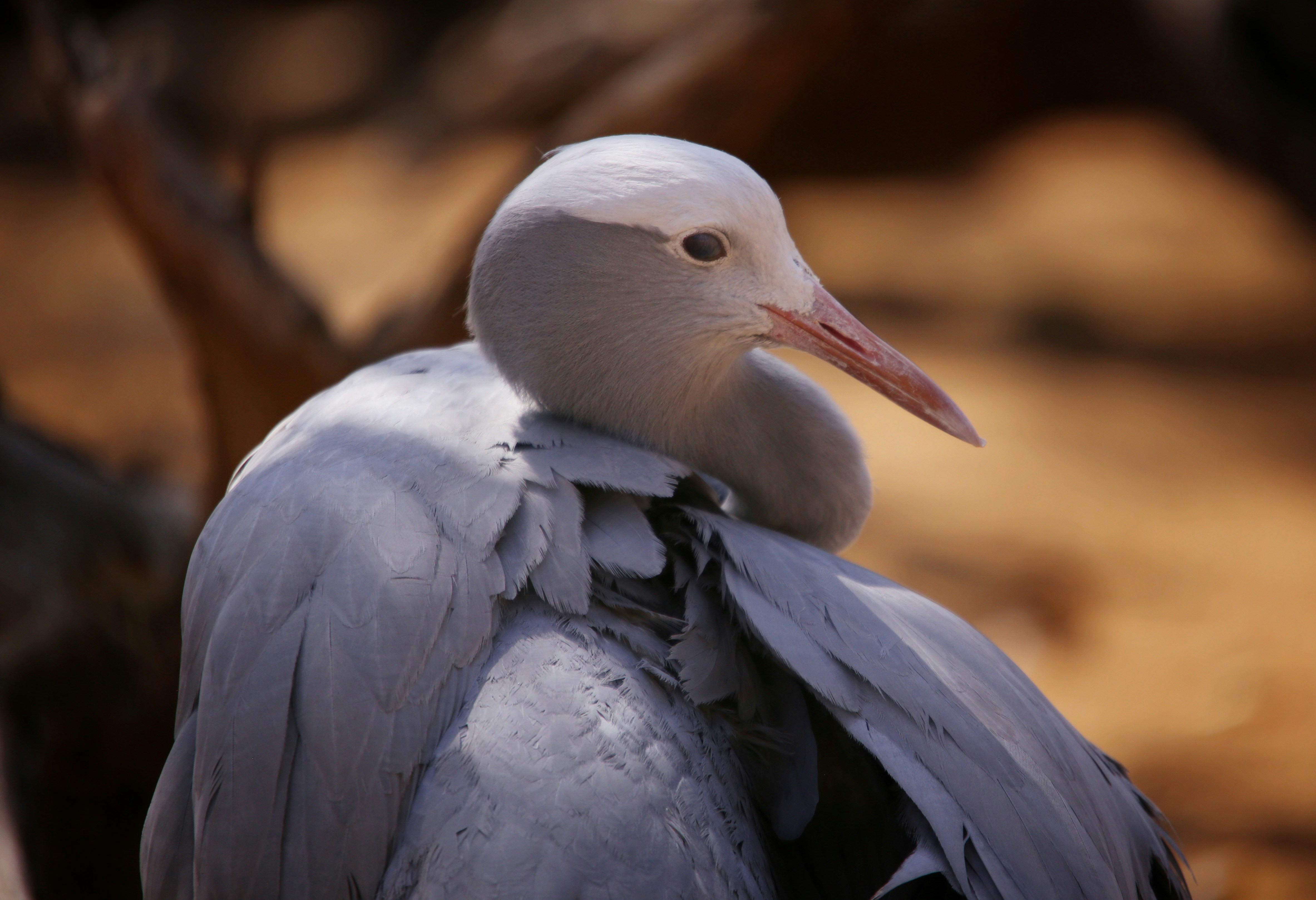 Blue crane ( Anthropoides paradiseus  ) at the hoedspruit endangered species centre
