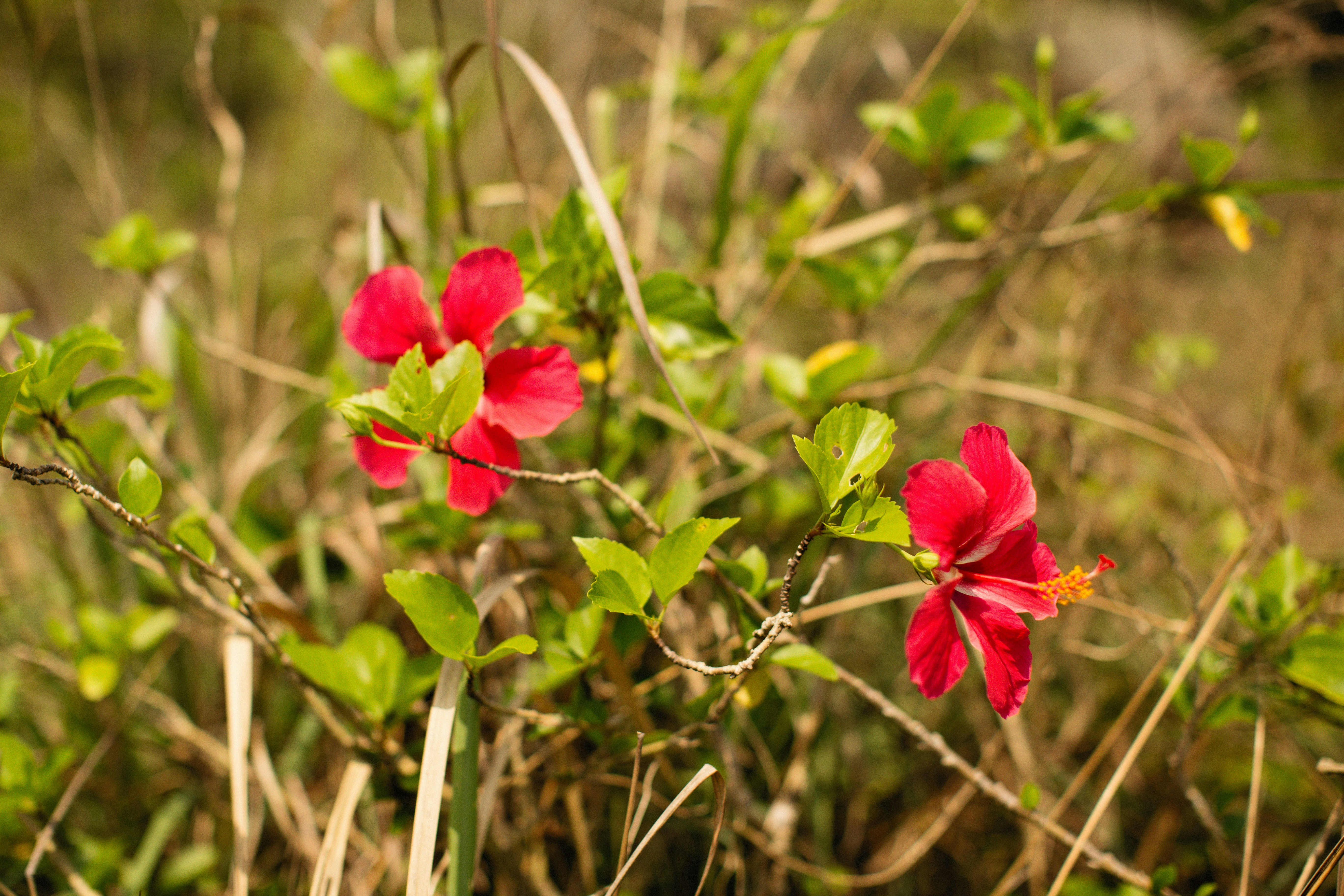 Une fleur rouge pousse dans l’herbe photo – Image gratuite de Fleur sur ...
