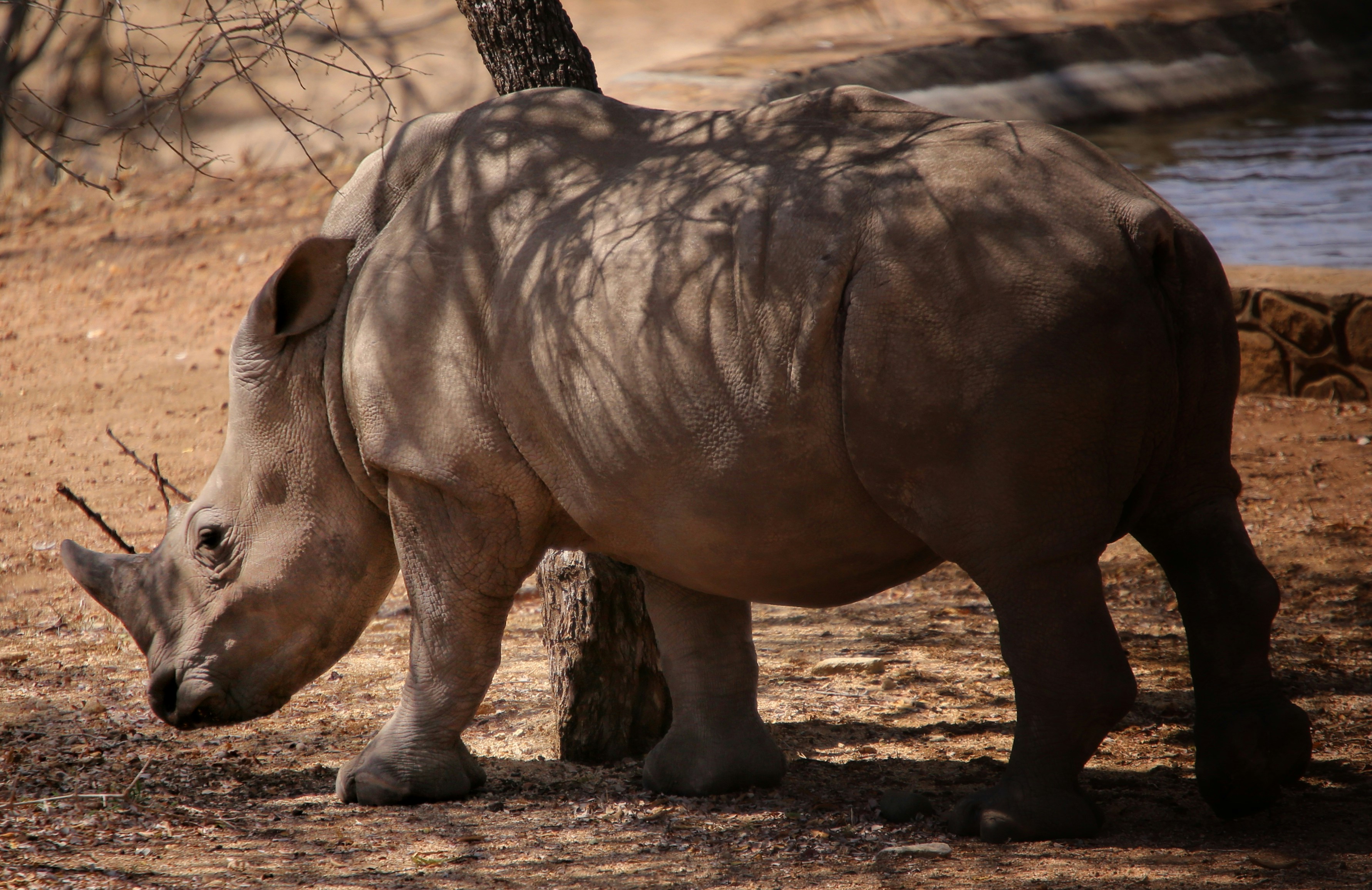 A rhino standing next to a tree in a field photo – Free Rhino Image on ...