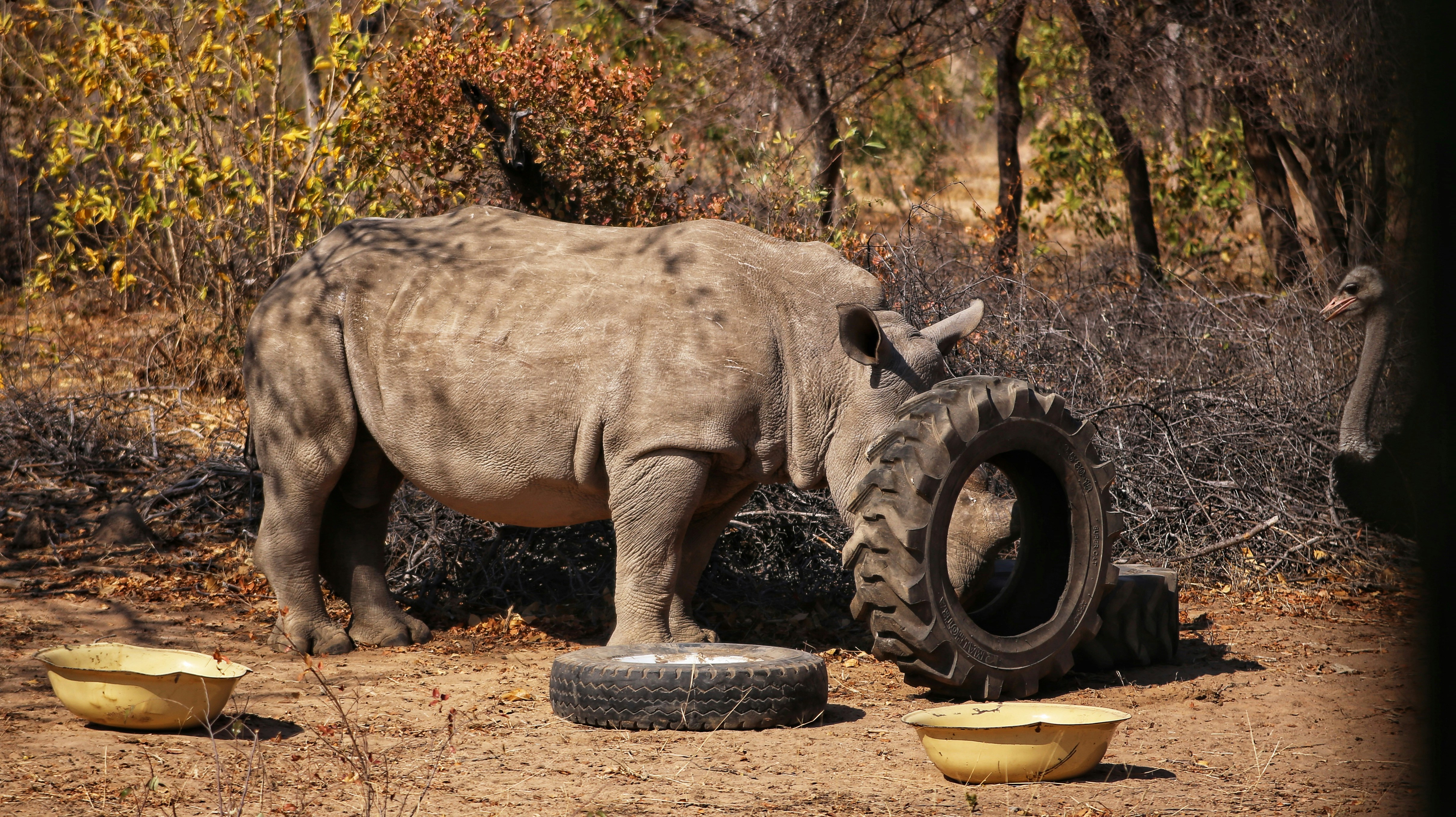 Dust-Silenced Giant: Rhino Among Tires and Bowls in a Parched Clearing