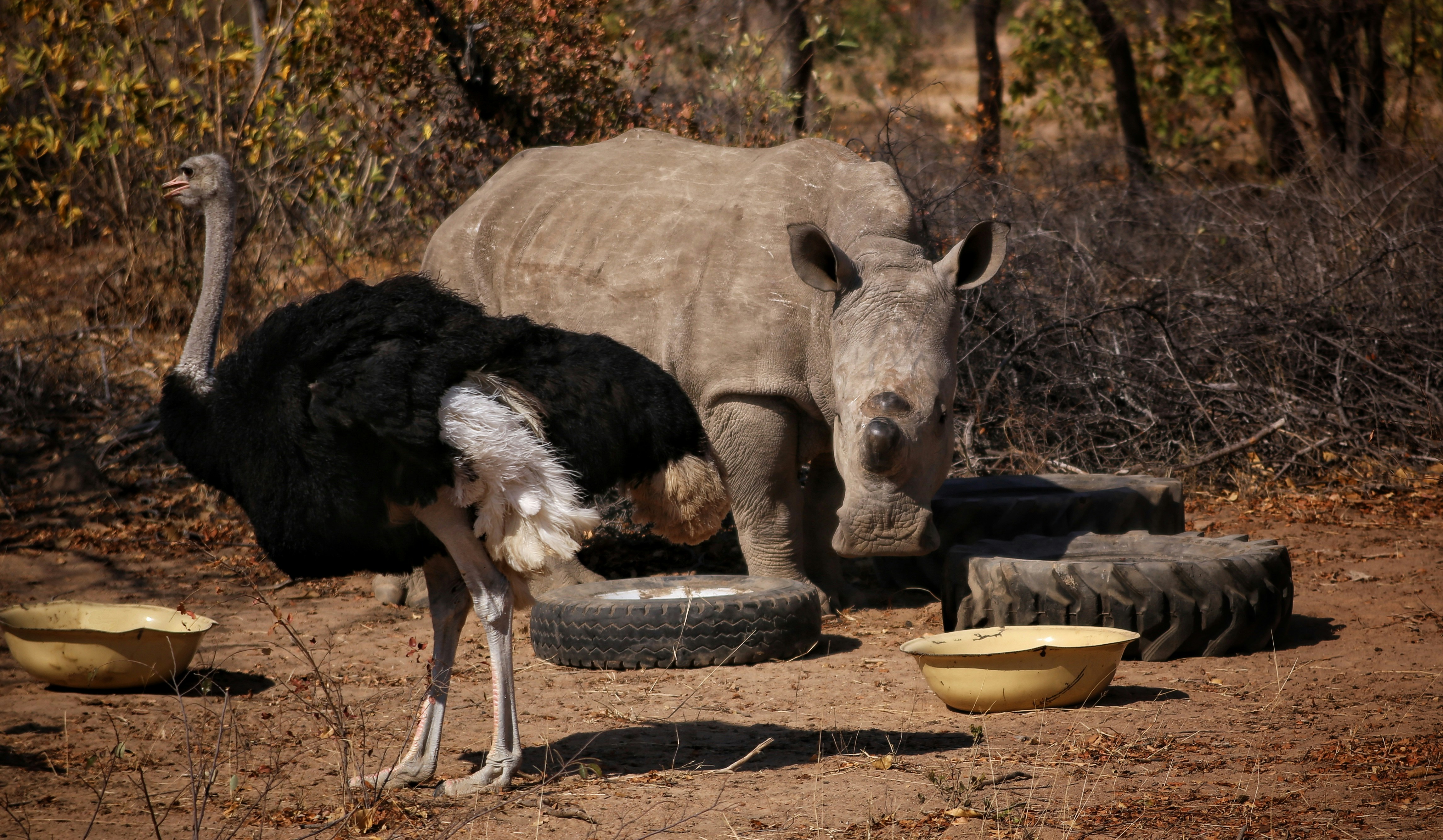 Standoff by the Waterbowls: An Ostrich and Rhino in the Shade