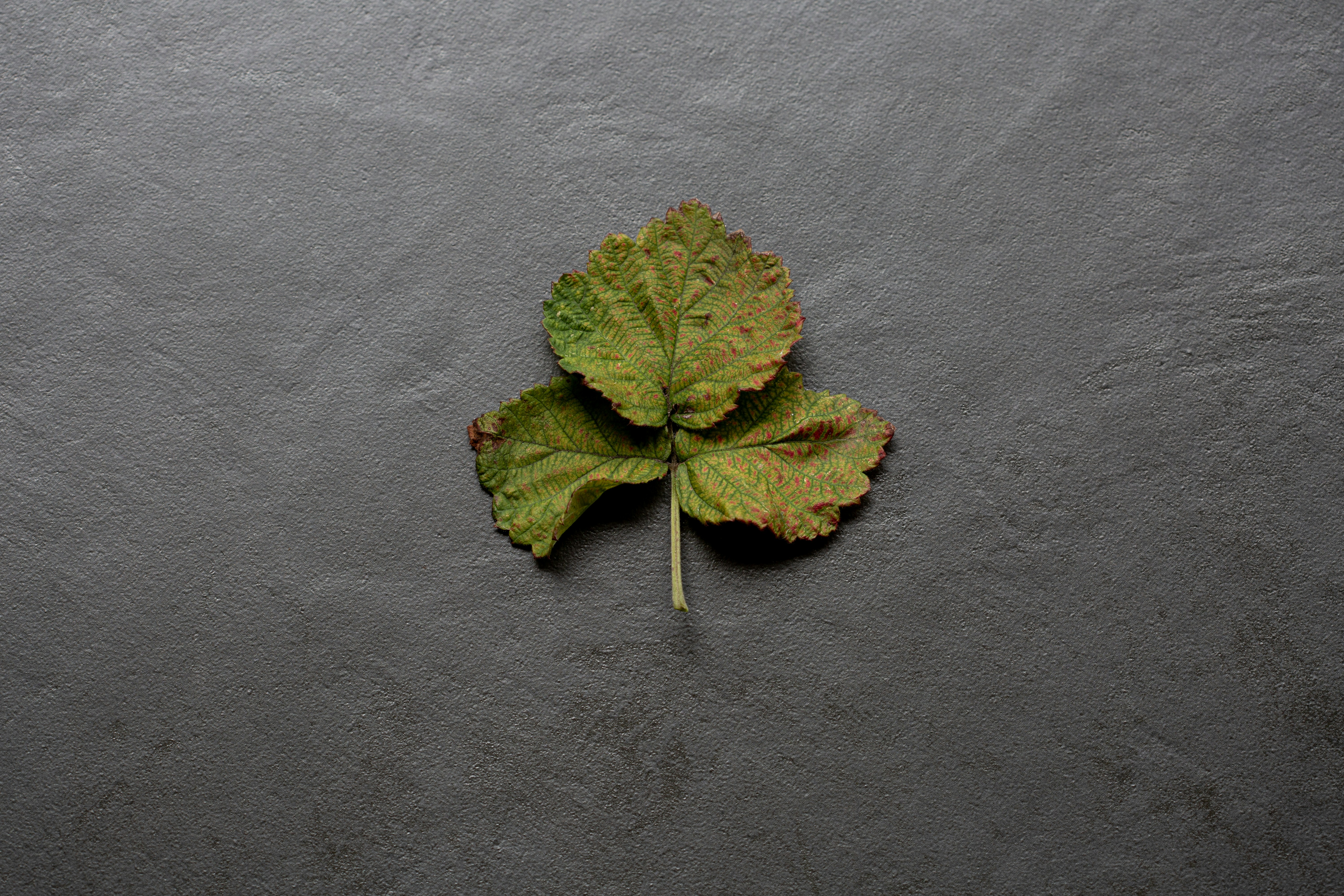 Single veined leaf centered on a slate background