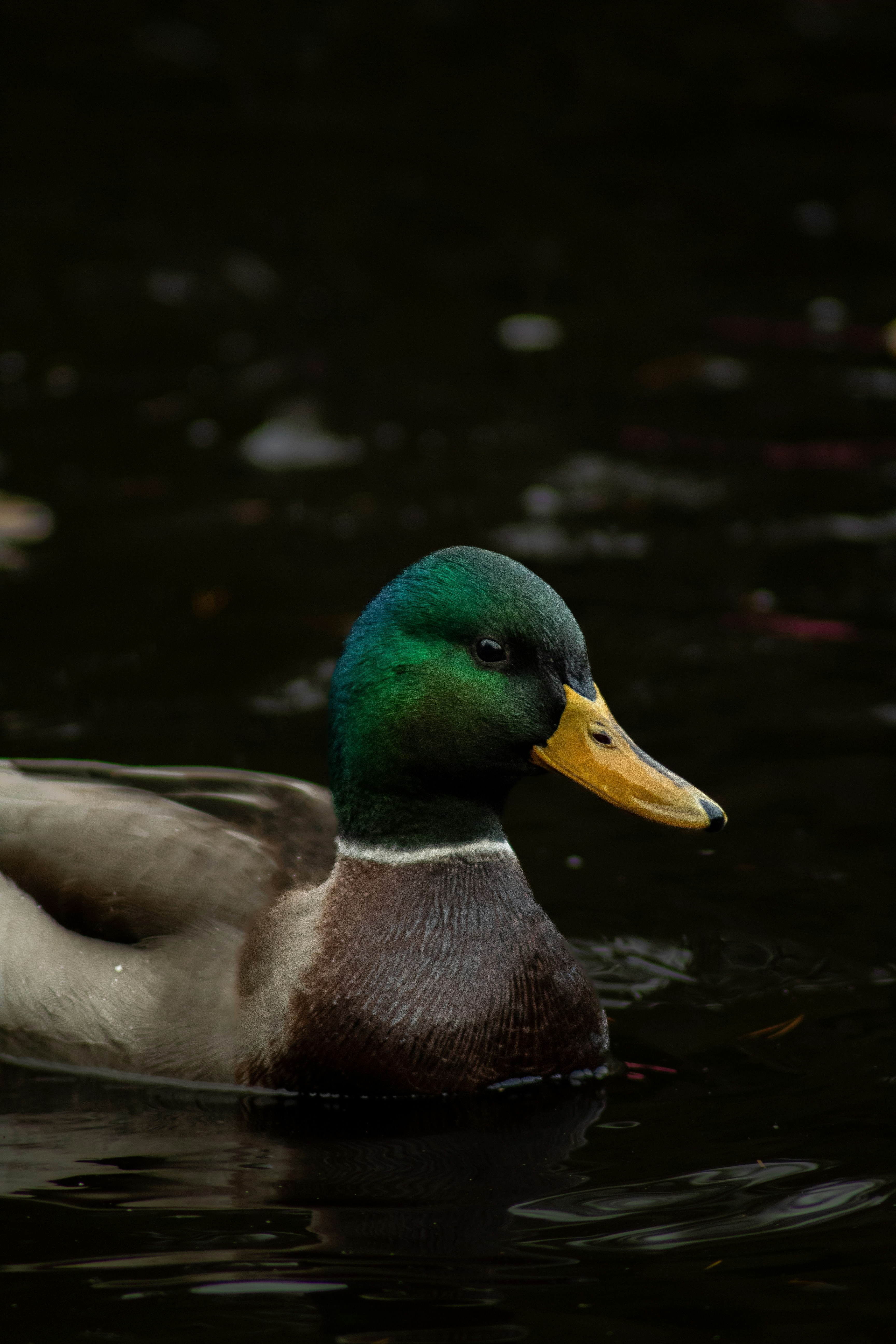 A duck floating on top of a body of water photo – Free Finland Image on ...