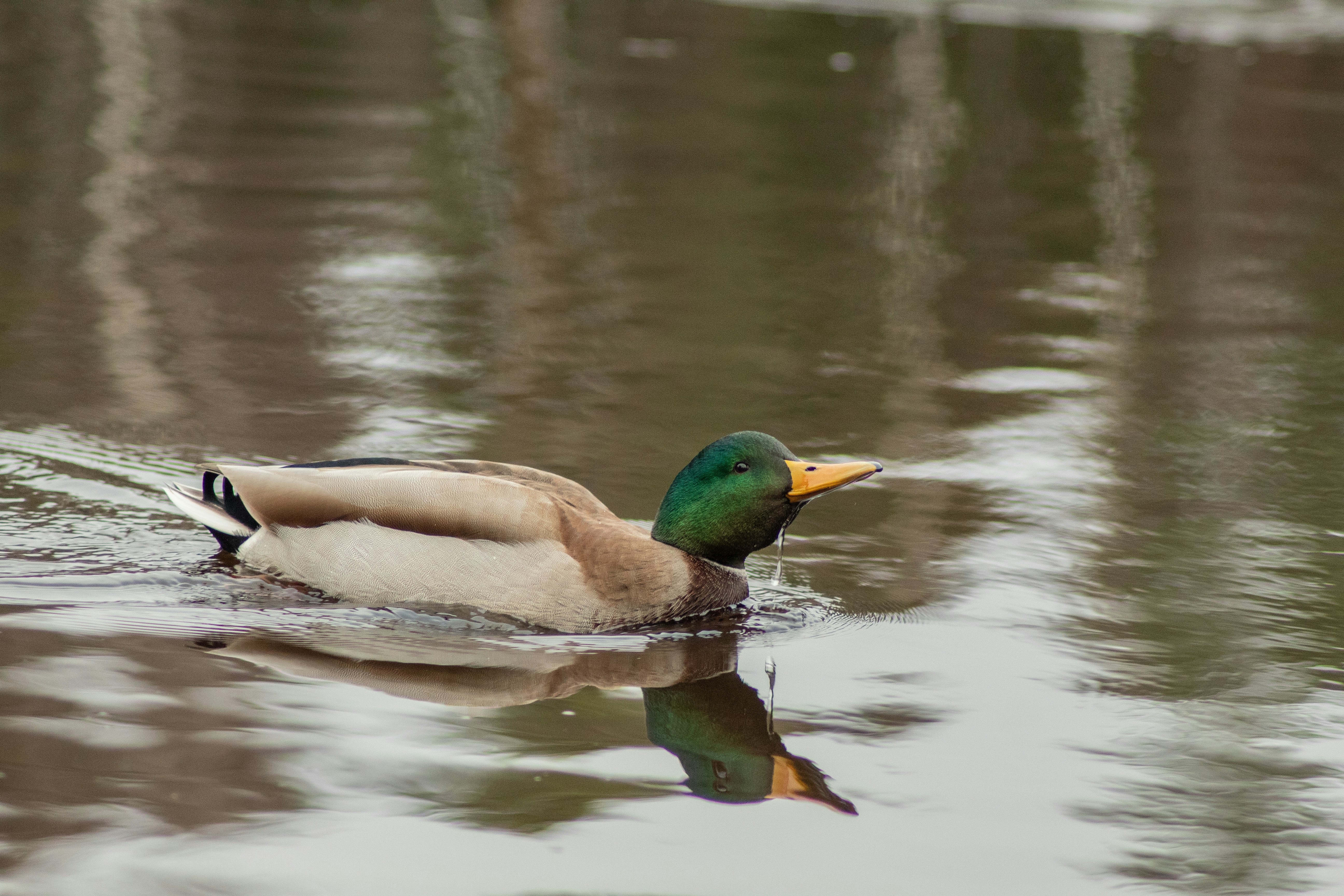 A duck floating on top of a body of water photo – Free Finland Image on ...