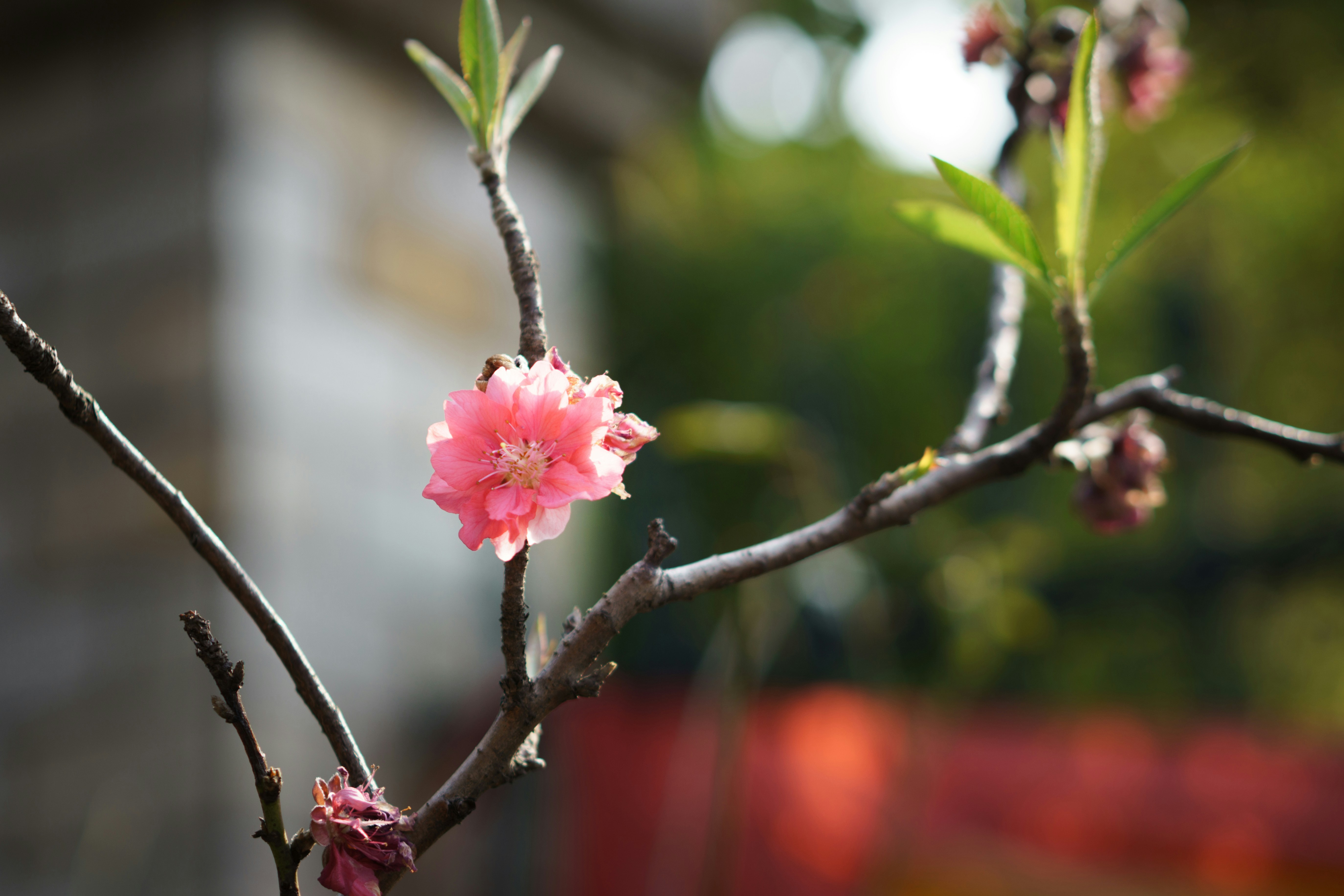 a pink flower is blooming on a tree branch