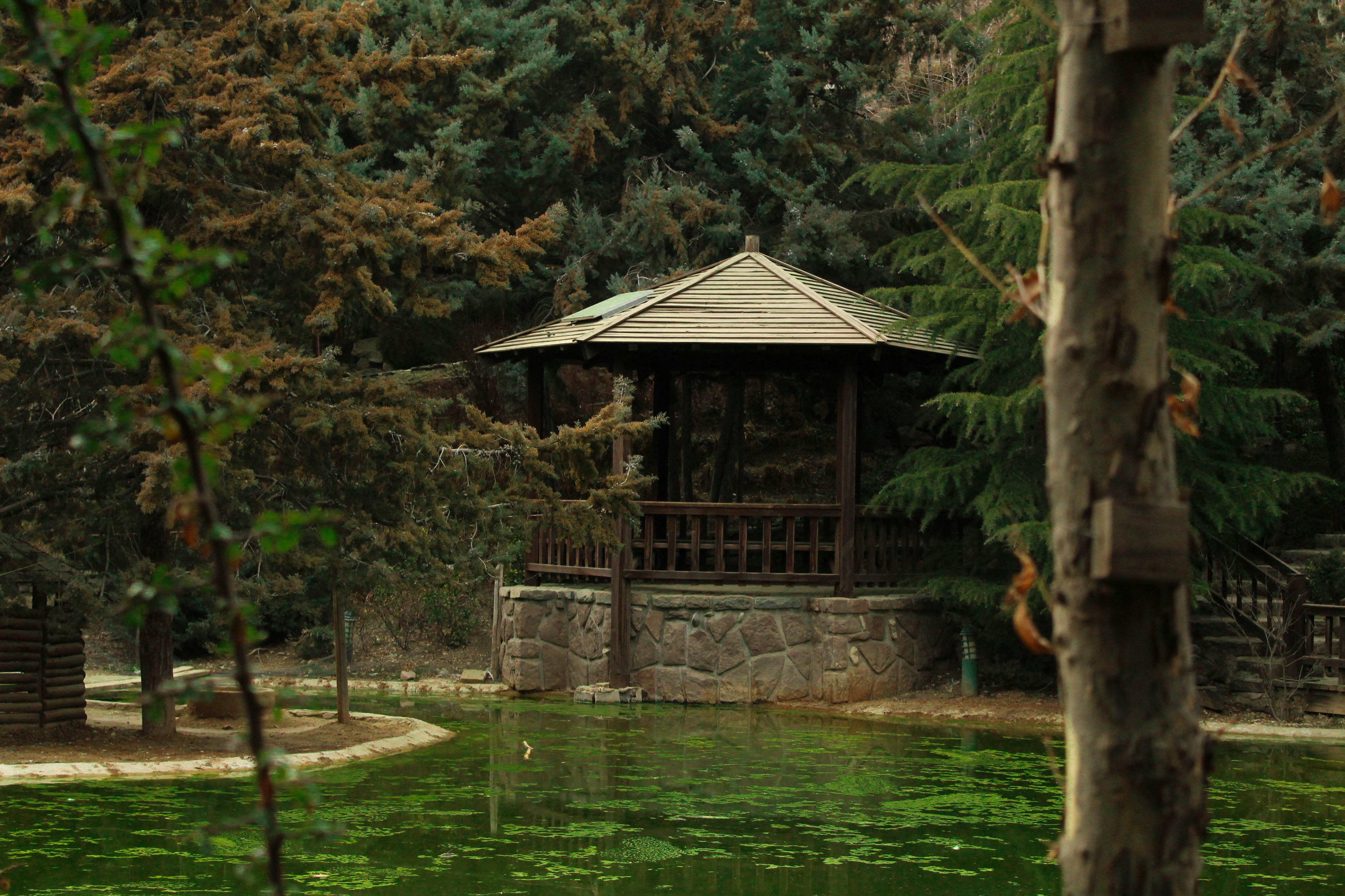 Wooden gazebo surrounded by lush greenery and a tranquil pond, creating a peaceful retreat in nature.