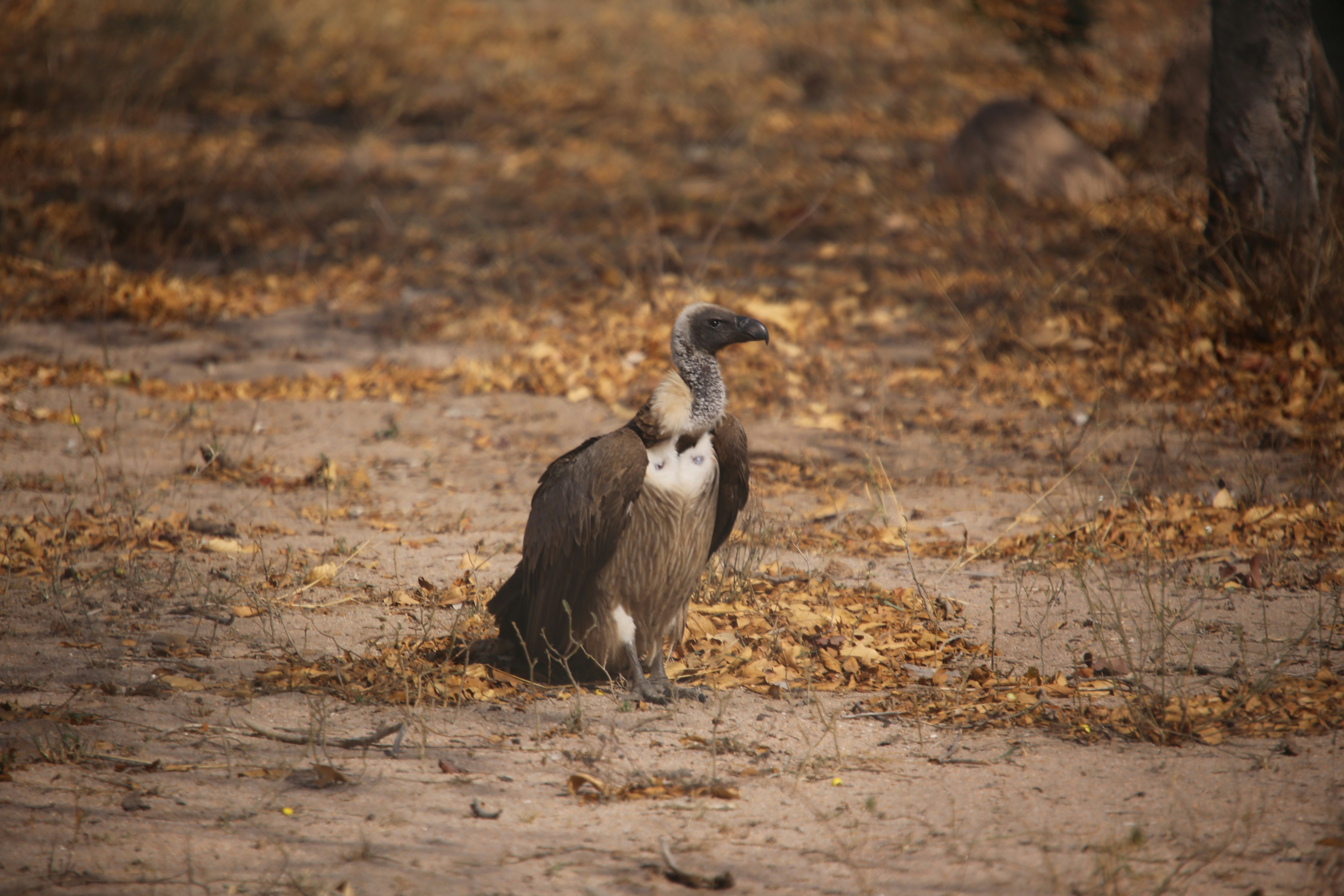 A solitary vulture perched on the ground amidst a carpet of dried leaves, embodying the essence of survival in the wild.