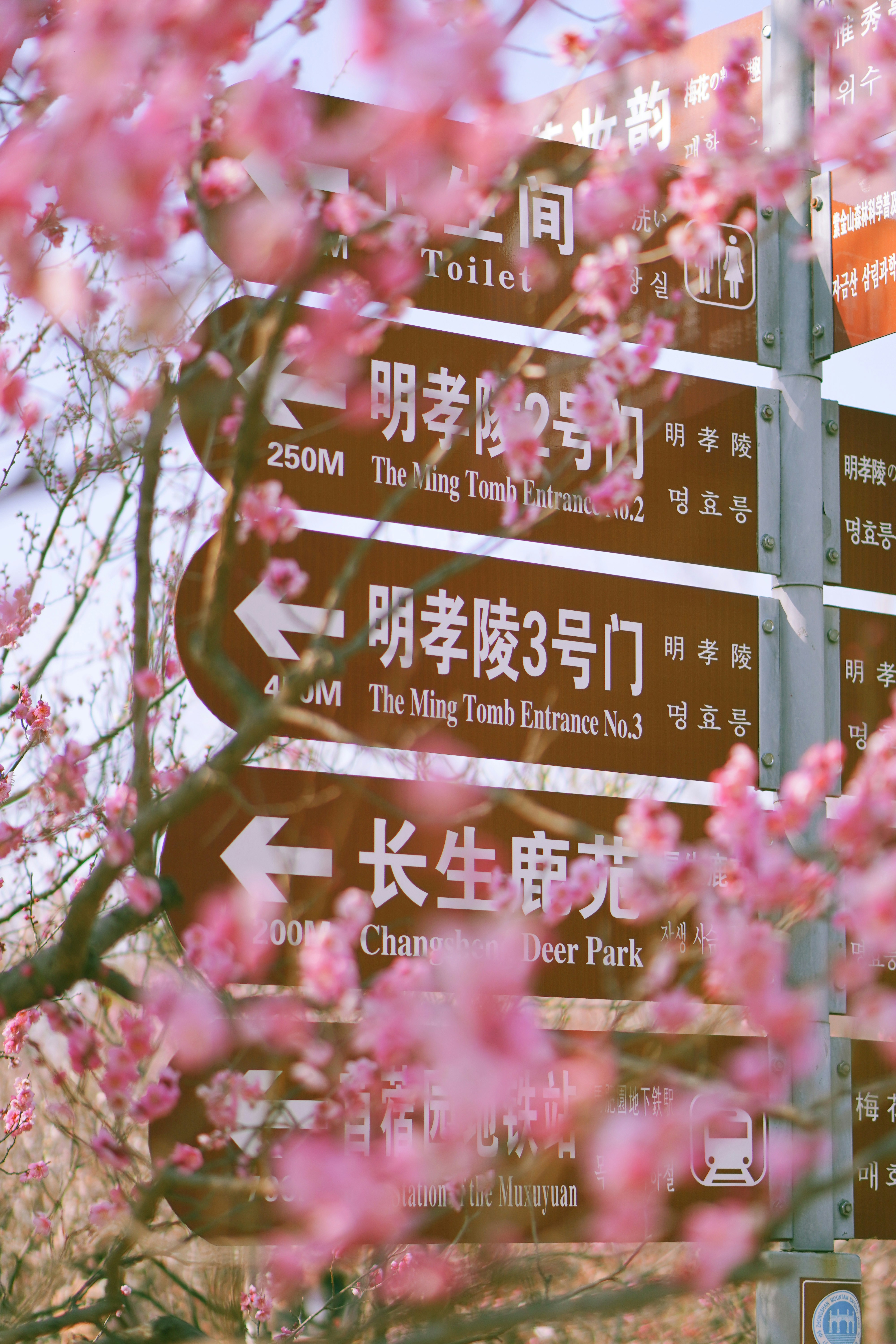 Un tas de signes qui sont sur un poteau photo – Photo Fleur Gratuite ...