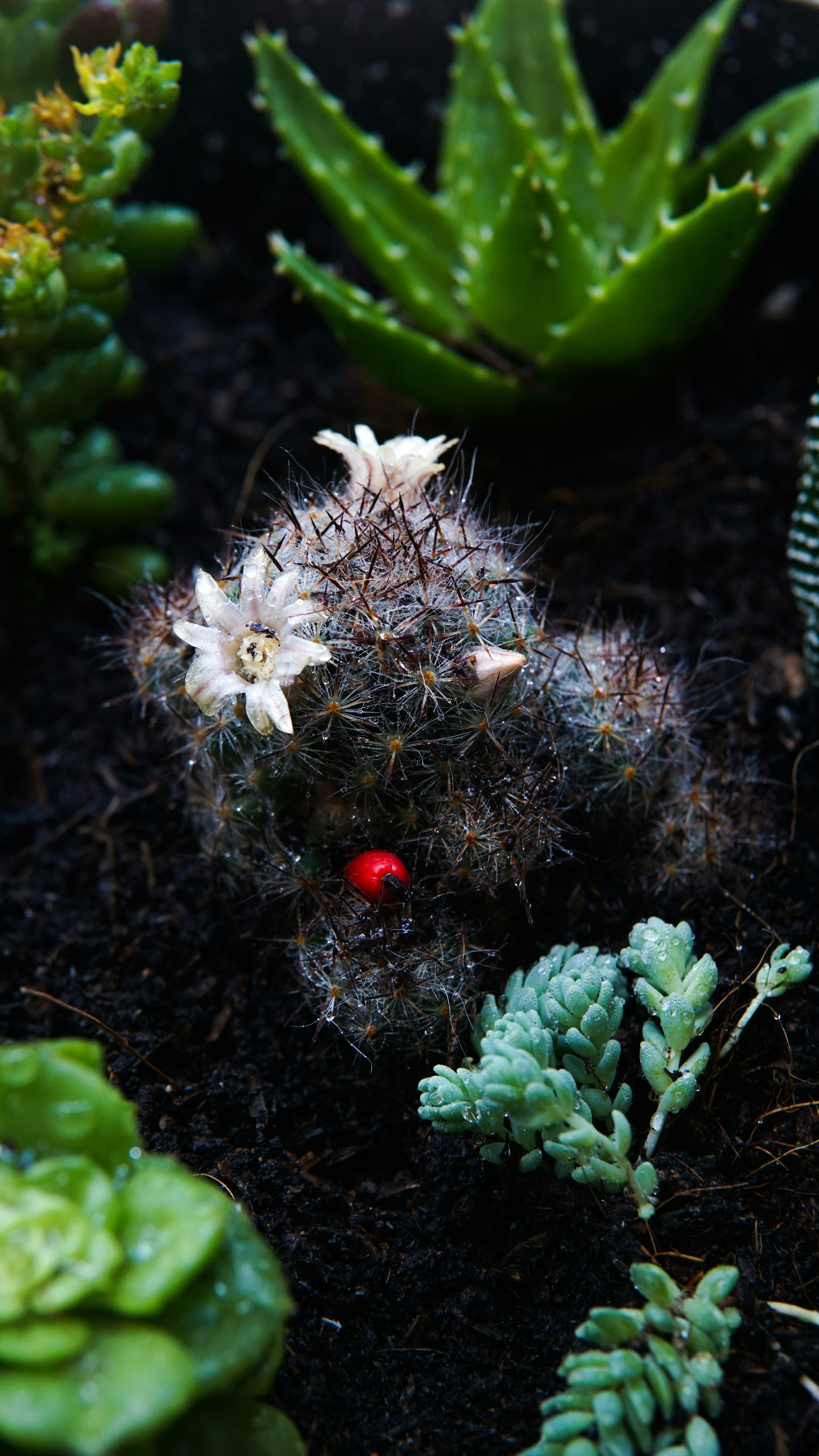 A small cactus with a red ball in it's center surrounded by succ photo ...