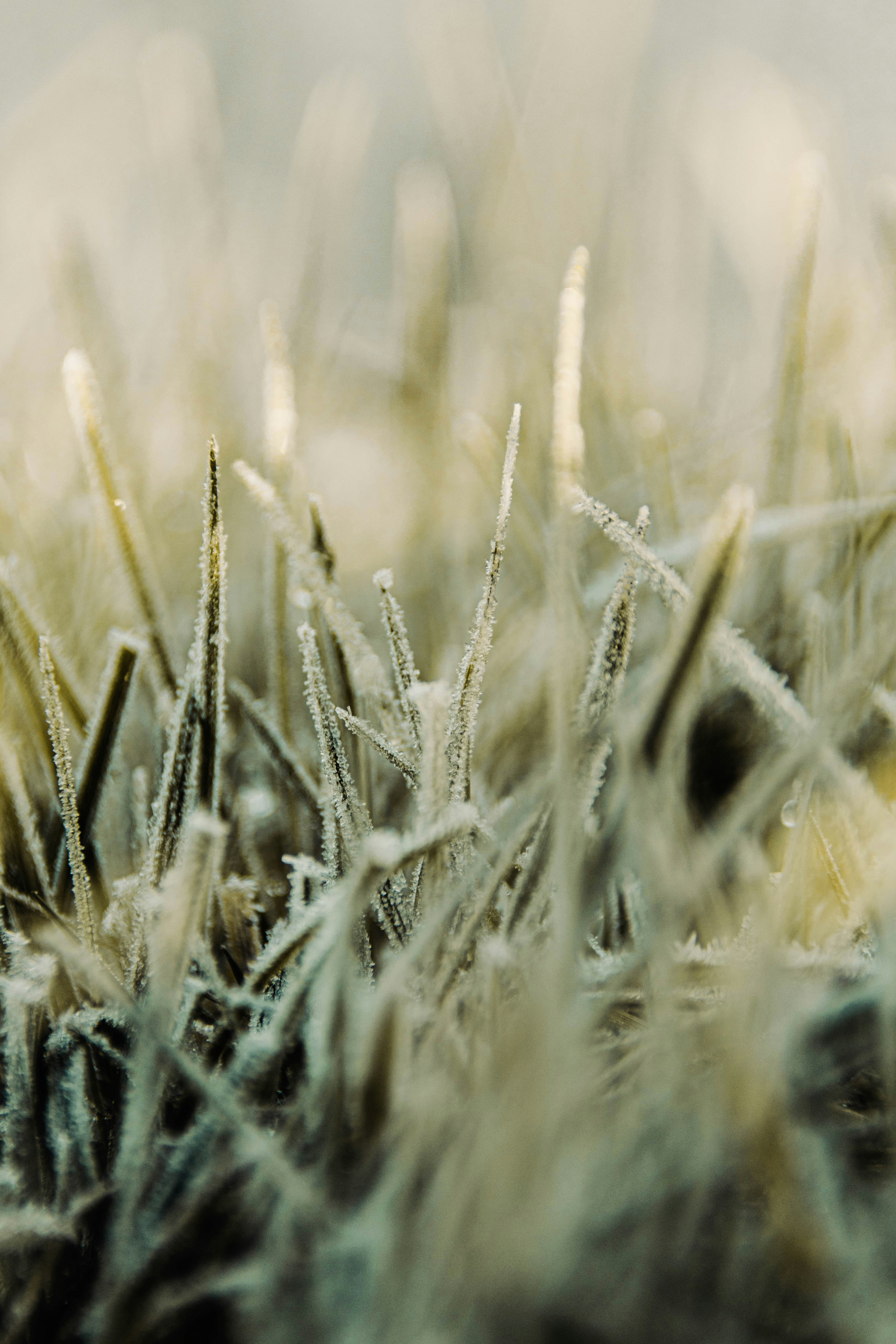 A close up of a grass covered in frost photo – Free Nature Image on ...