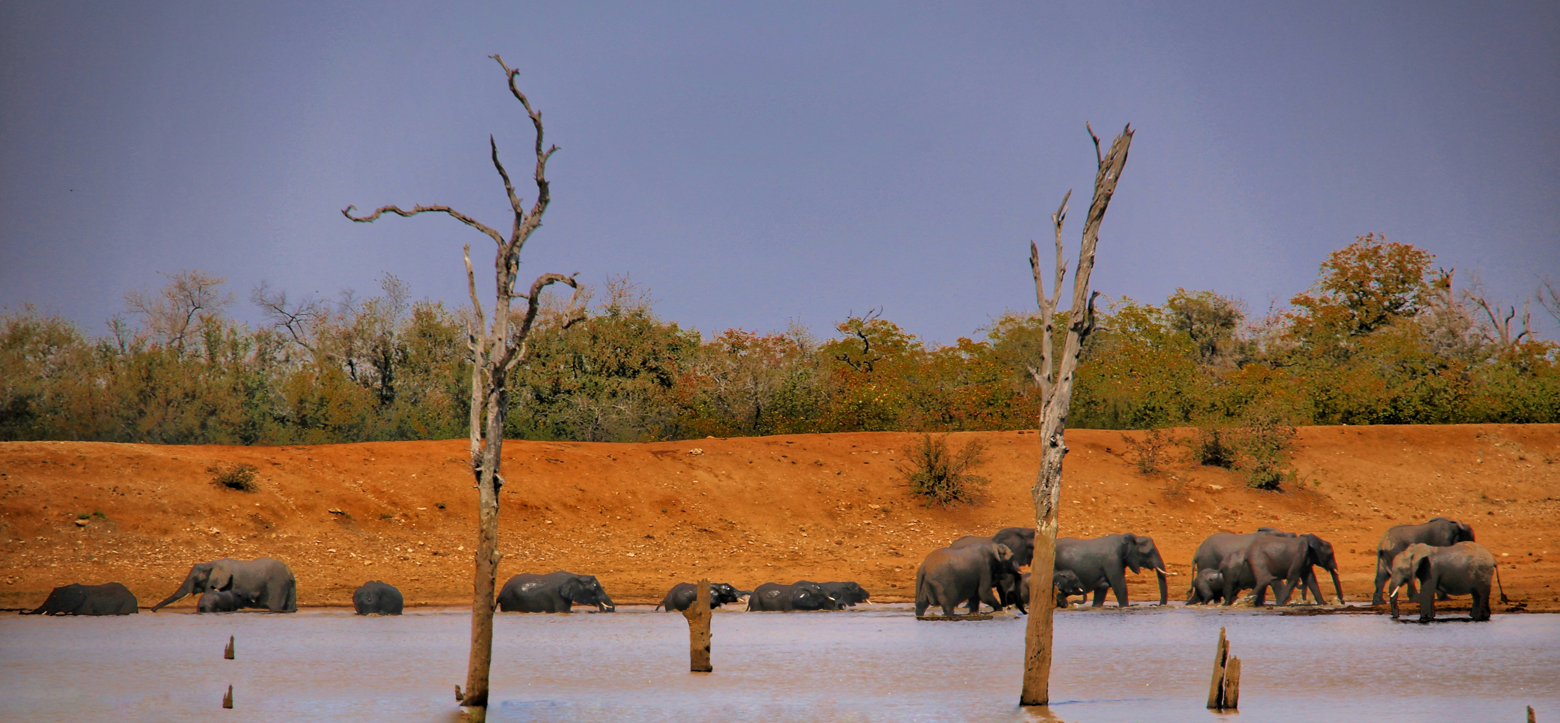A herd of elephants standing next to a body of water photo – Free ...