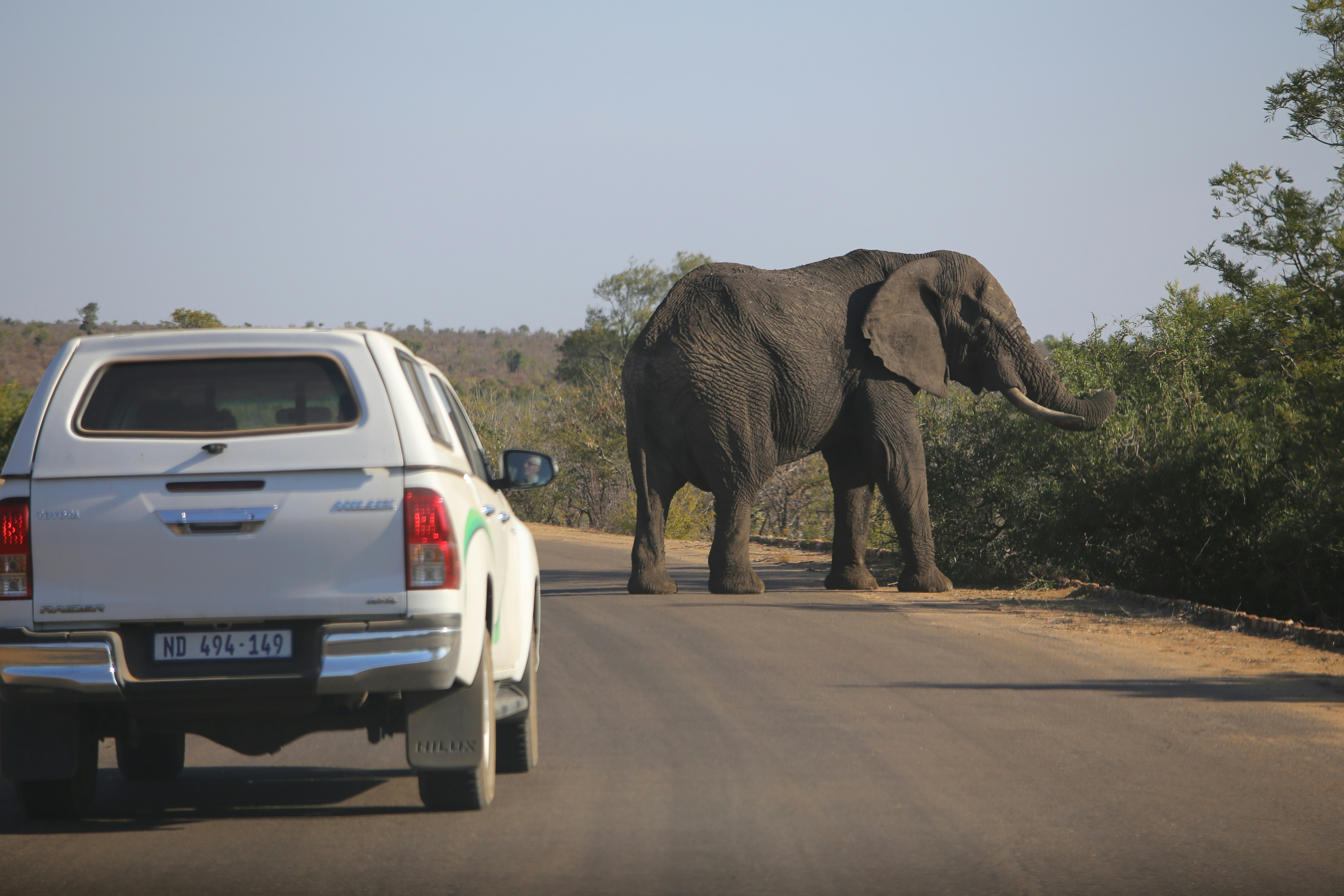 An elephant crossing a dirt road while a vehicle comes to a halt nearby. The scene captures the tranquility of wildlife in their natural habitat.