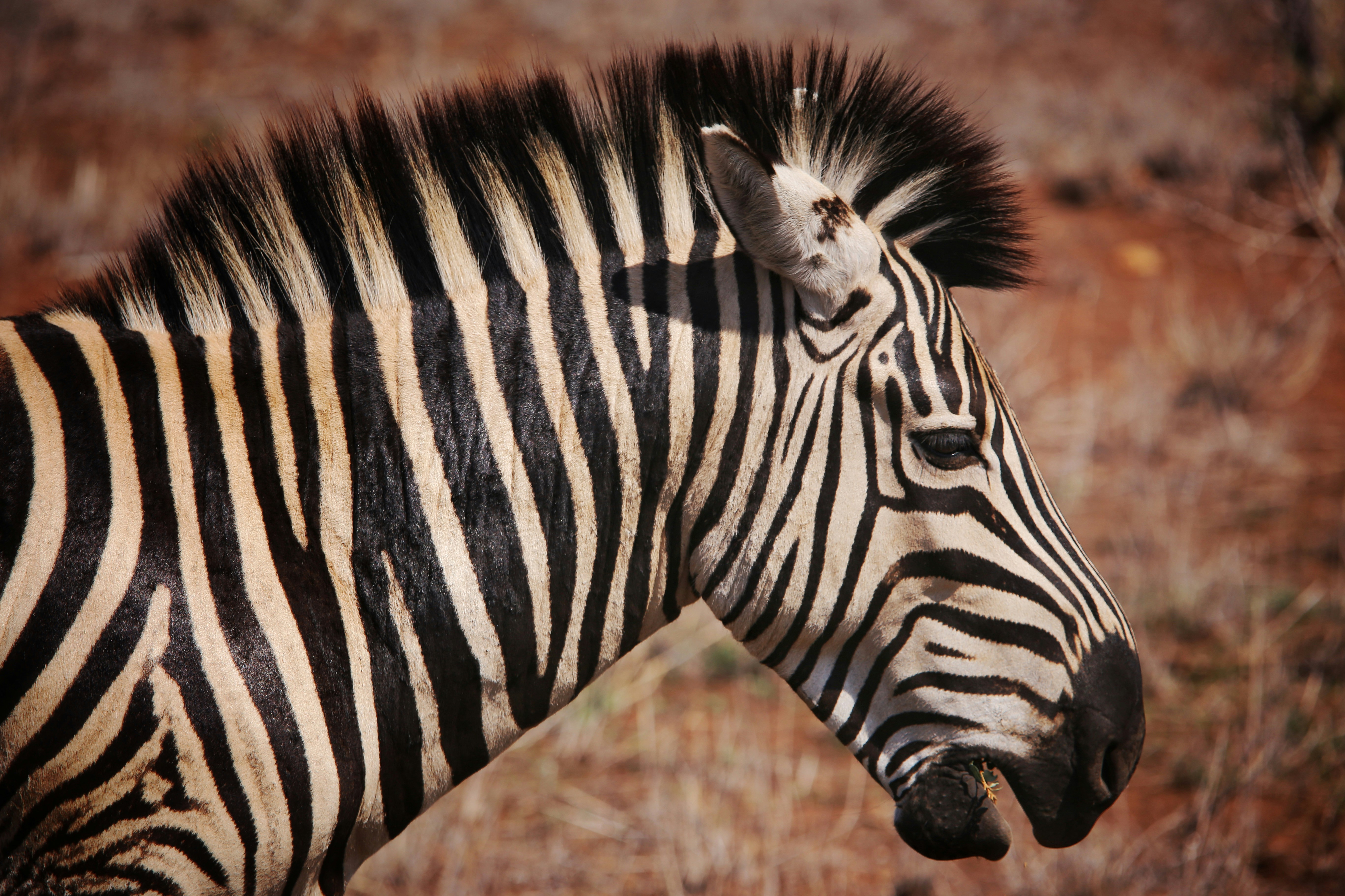 A close up of a zebra in a field photo – Free Wild animal Image on Unsplash
