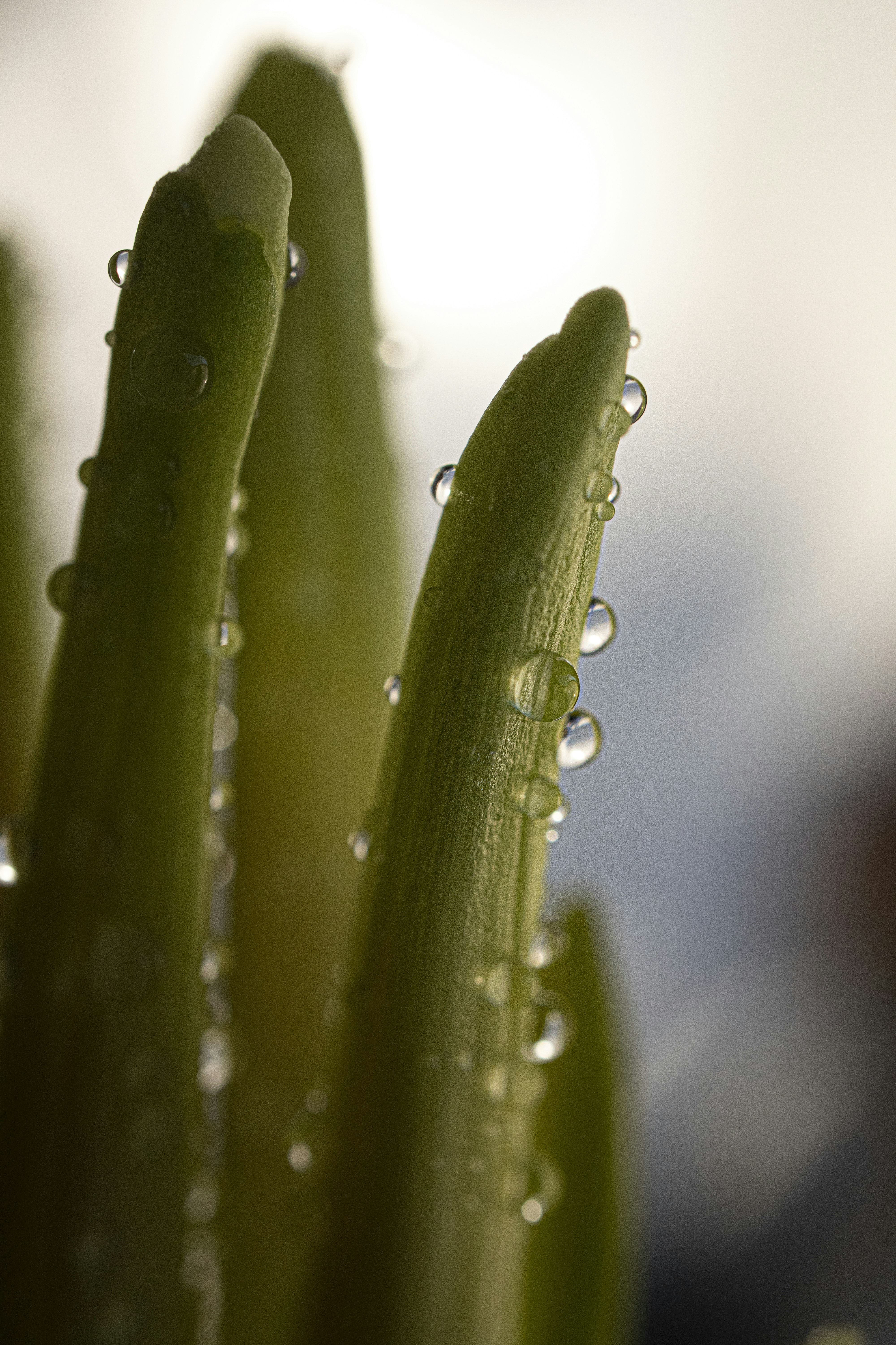 Dew-Kissed Green Slivers in Tender Backlight