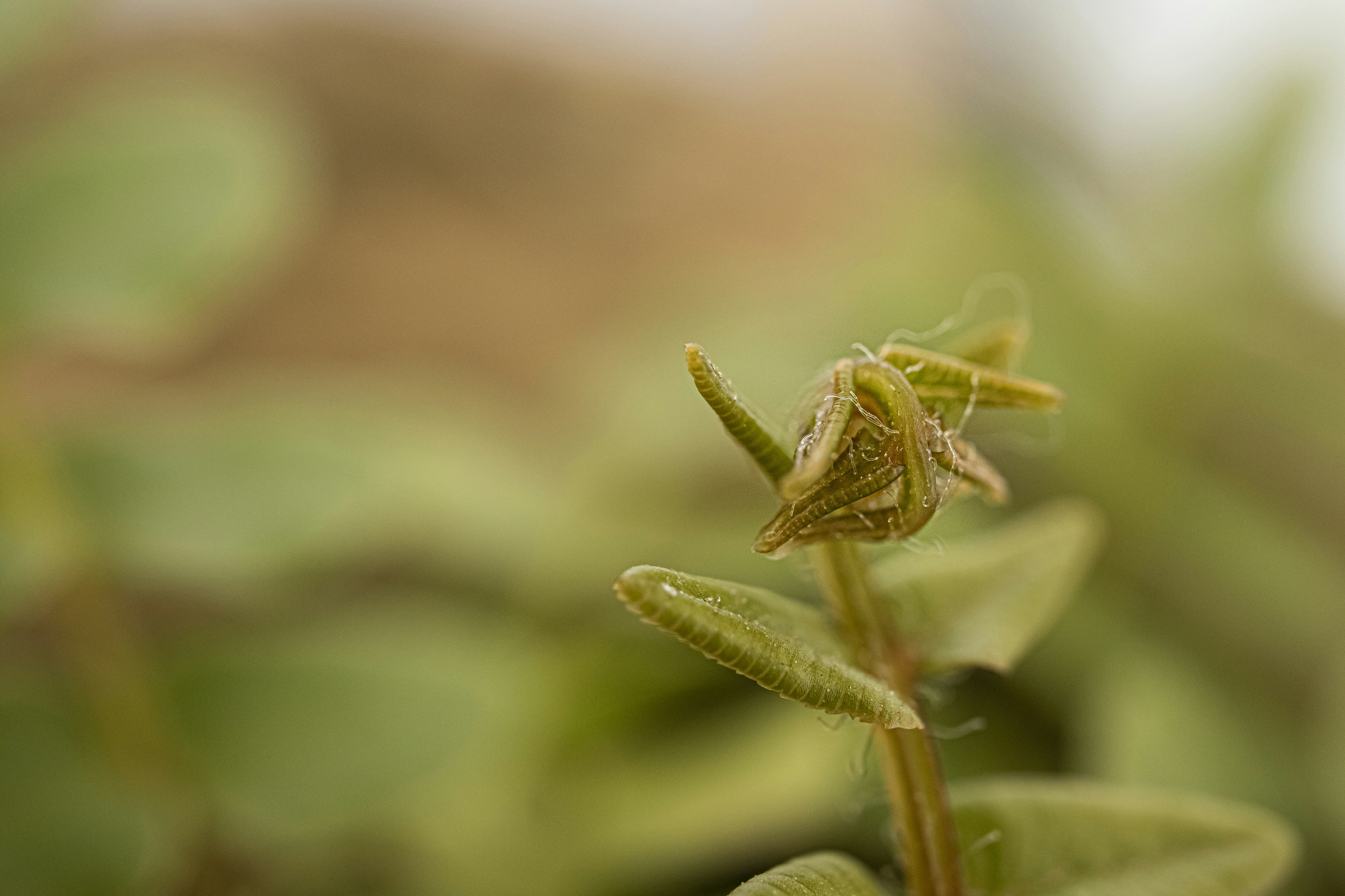 How to Take Amazing Abstract Flower Photography - Best Tips and Ideas