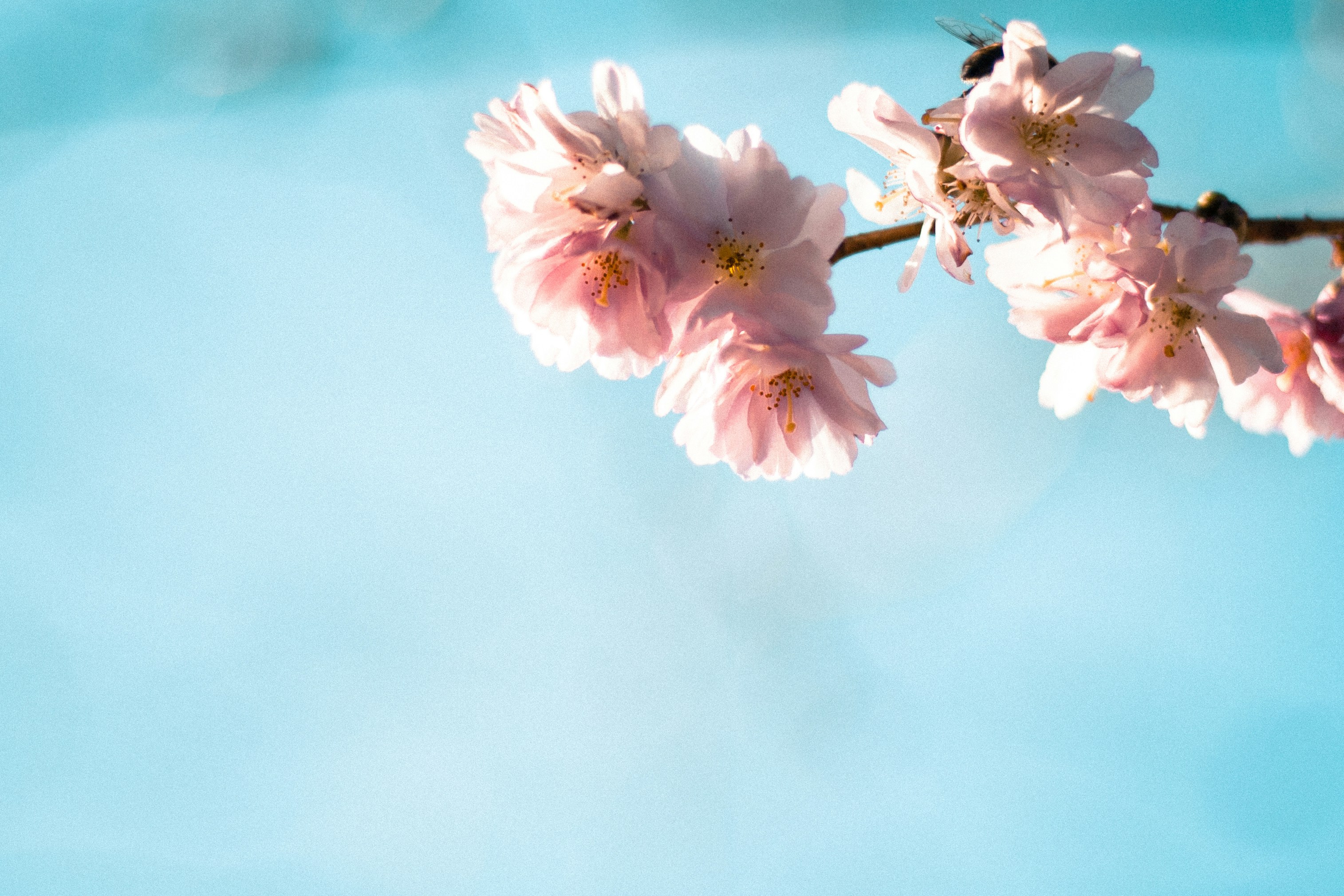 Blush Petals on a Sky-Blue Canvas
