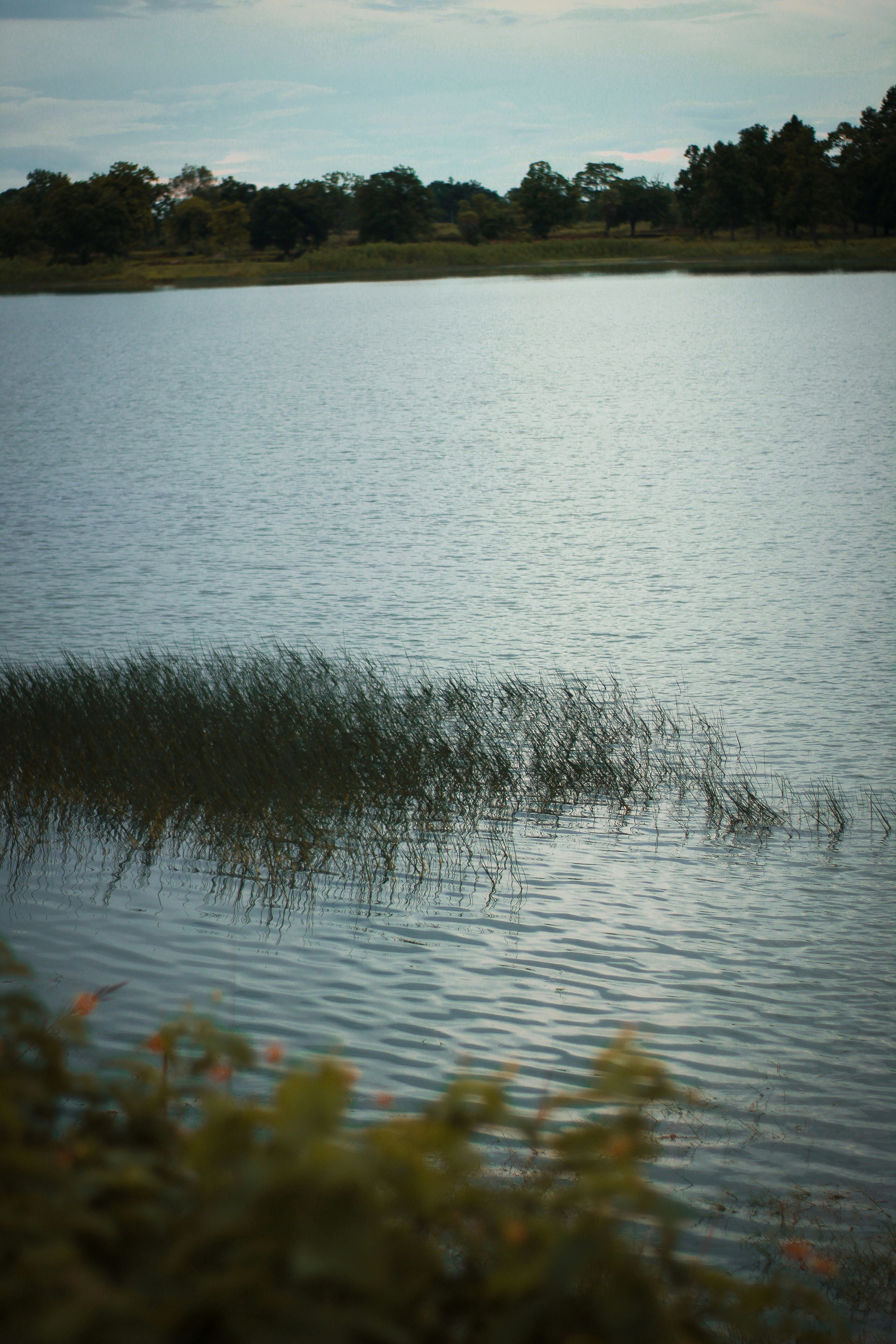 Gentle ripples disturb the surface of a serene lake, framed by lush greenery and distant trees. A patch of grass sways gracefully in the foreground.