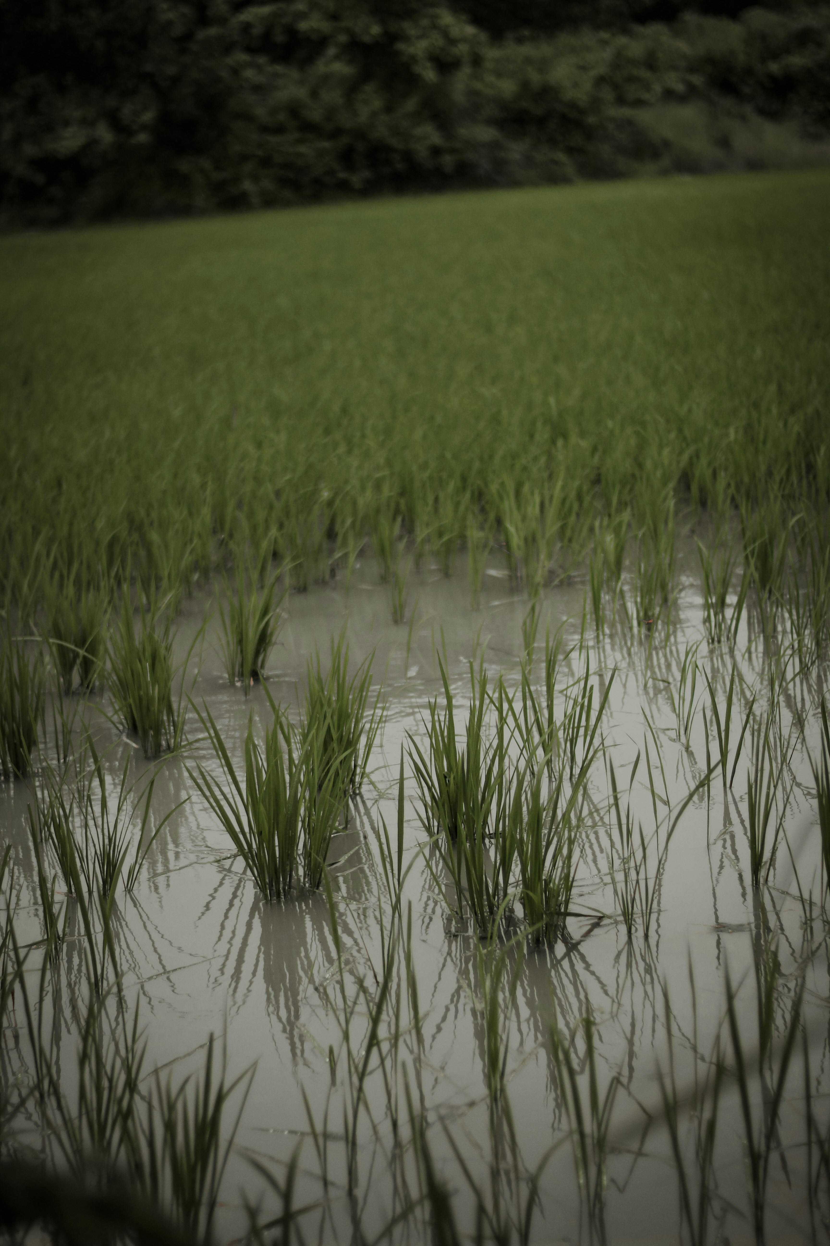 Lush green rice plants emerge from shallow water, creating a serene agricultural landscape. The tranquil scene captures the essence of rural farming life.