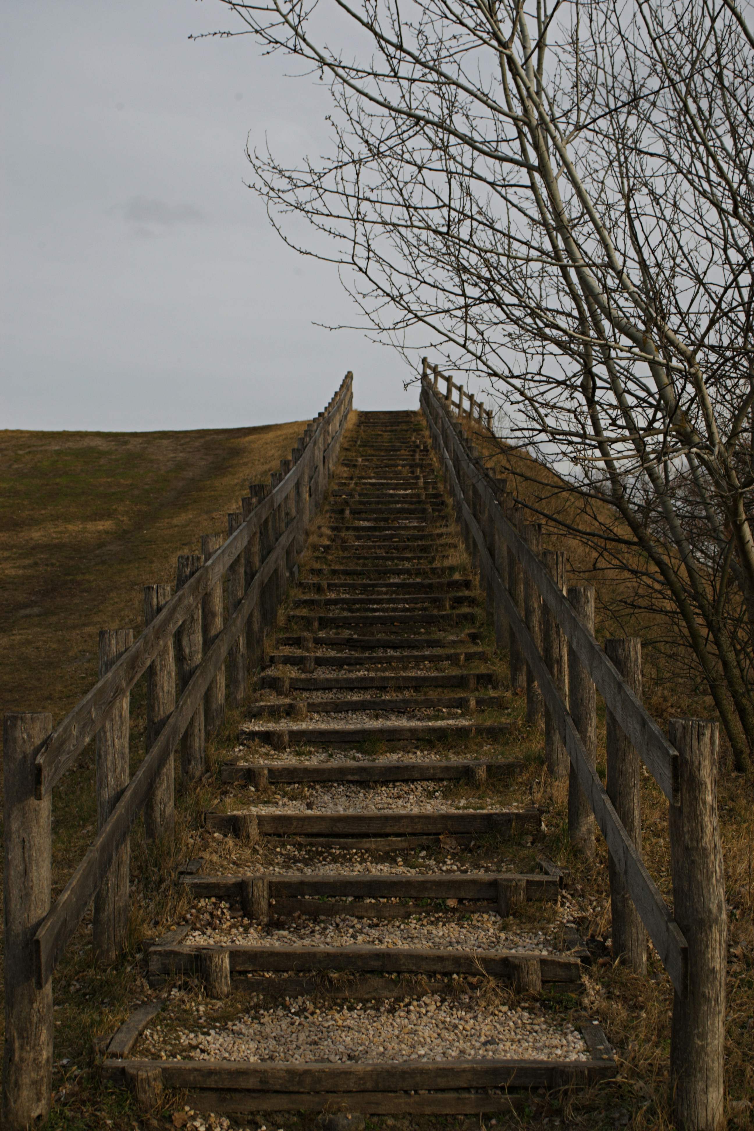 Weathered wooden stairs with rails rise a grassy hill toward a cloudy sky, flanked by a bare-branched tree on the right.